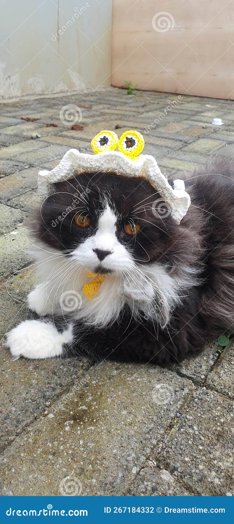 Milo the Cat stock photo. Image of yellow, mammal, kitten - 267184332