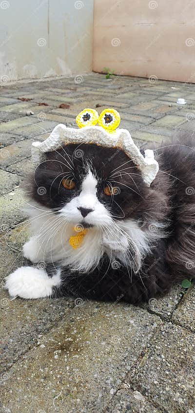 Milo the Cat stock photo. Image of yellow, mammal, kitten - 267184332