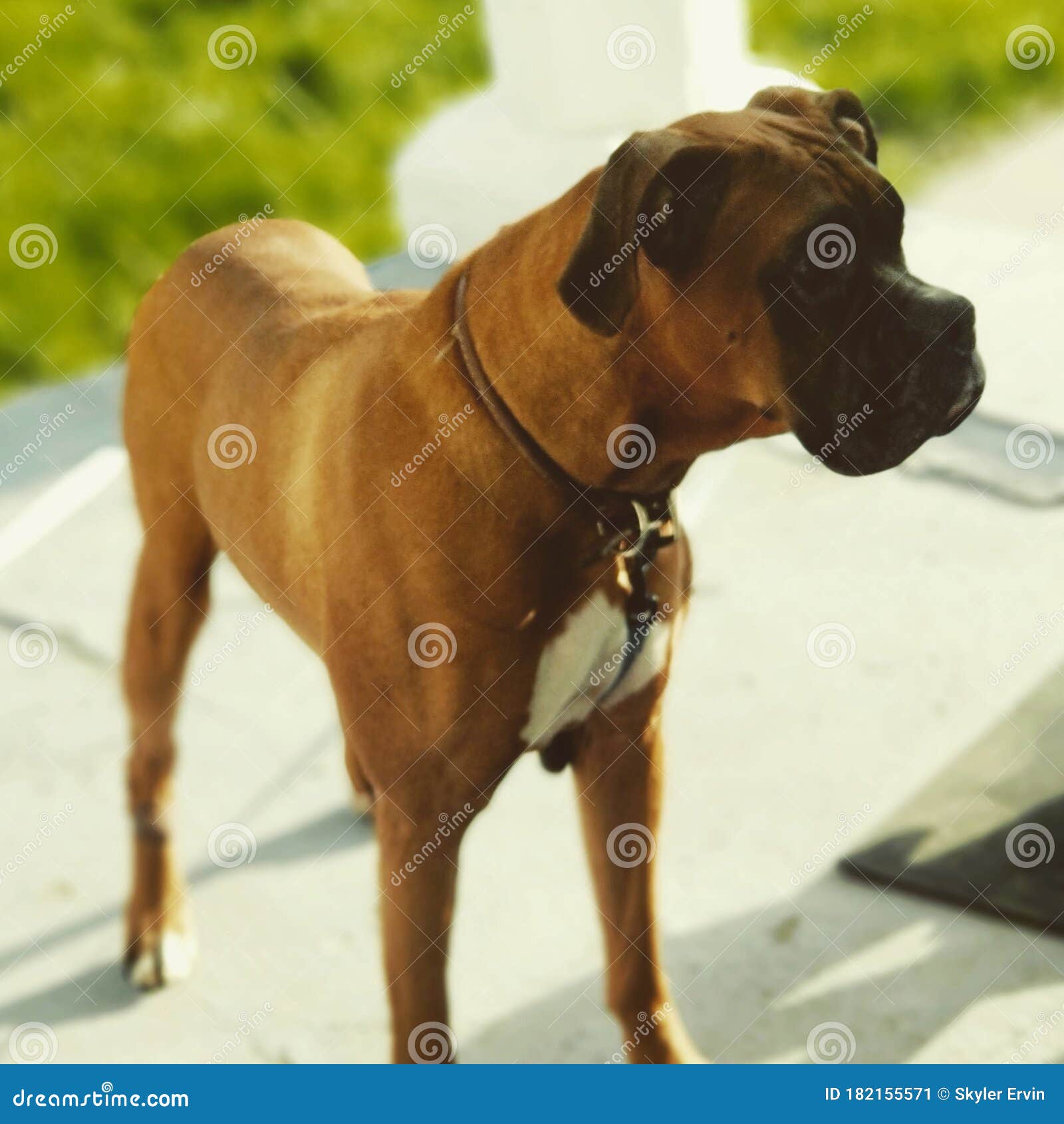 Milo el perro boxeador imagen de archivo. Imagen de boxeador - 182155571