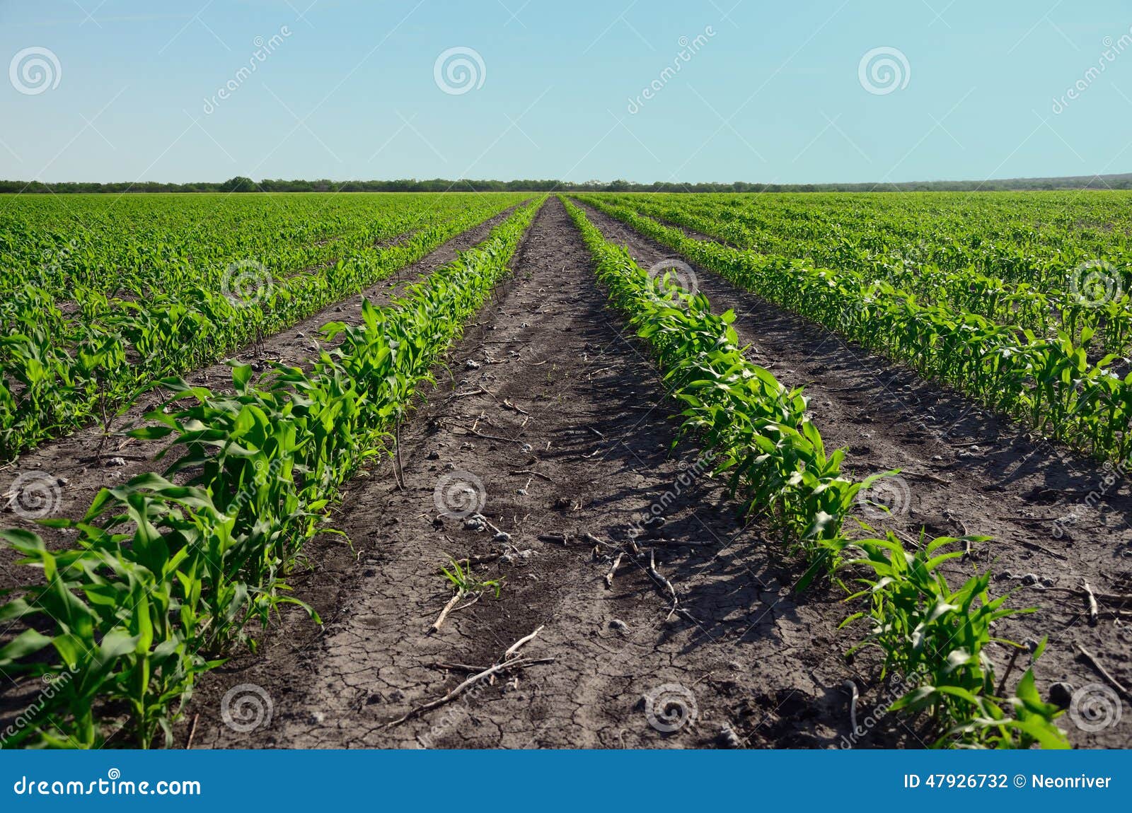 Milo Field stock photo. Image of field, grain, milo, farming - 47926732