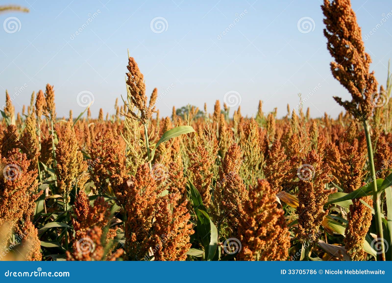 381 Milo Field Stock Photos - Free & Royalty-Free Stock Photos from ...