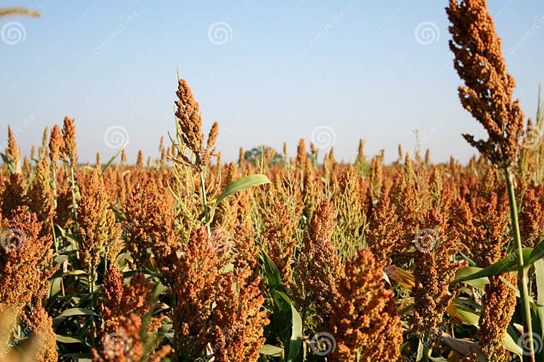 Milo field stock photo. Image of harvest, milo, field - 33705786