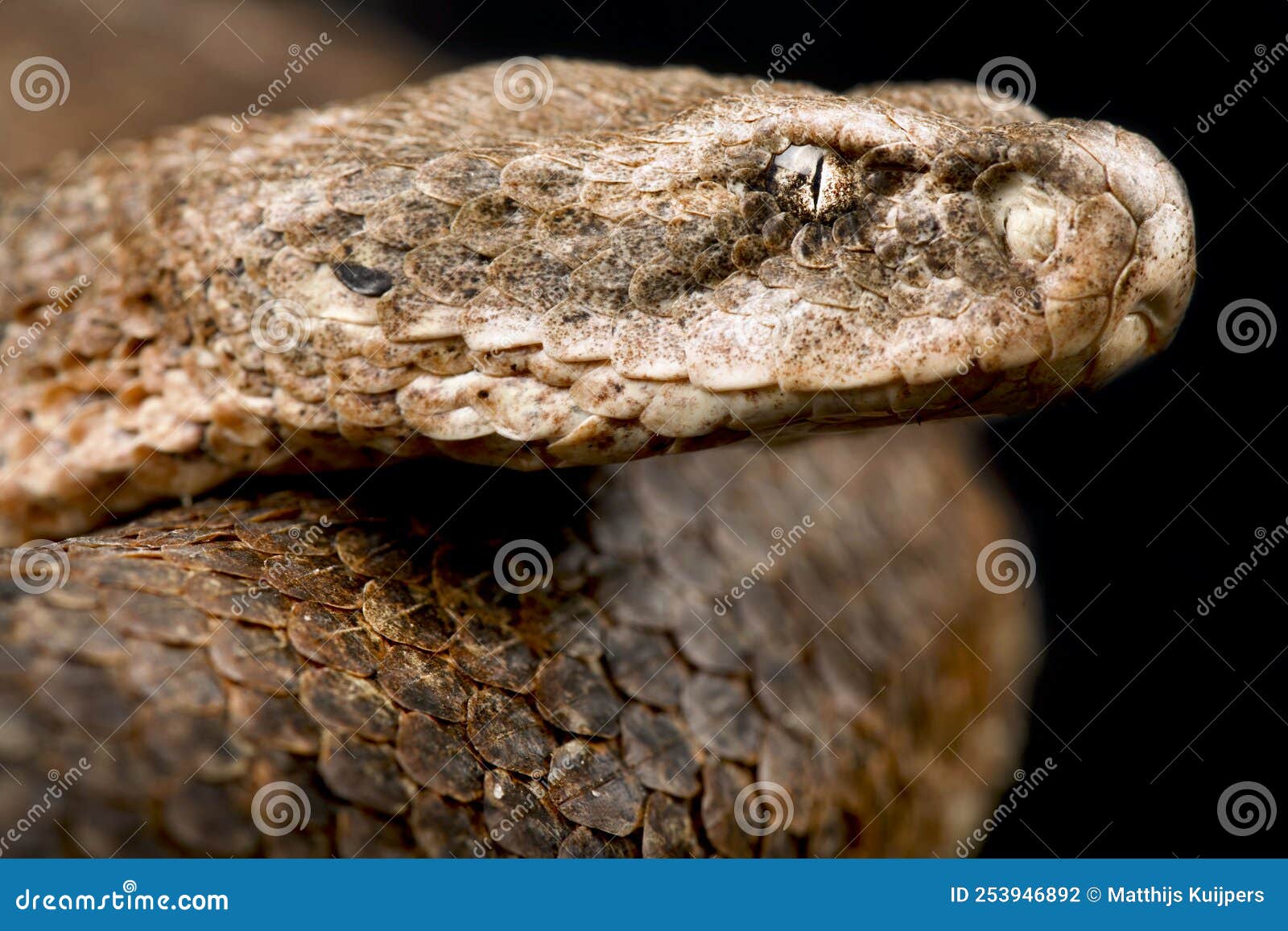 Milos Viper Macrovipera Schweizeri Stock Photo - Image of species ...