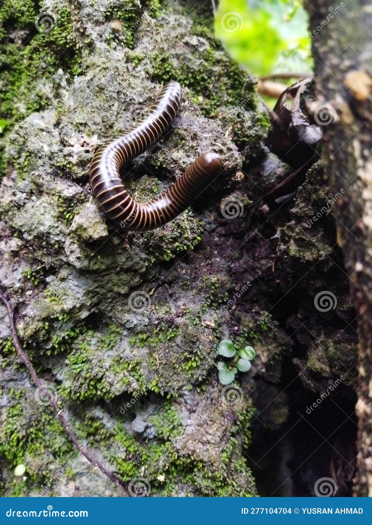 Milpeda Multi-legged Animal Walking on Mossy Rocks Stock Photo - Image ...