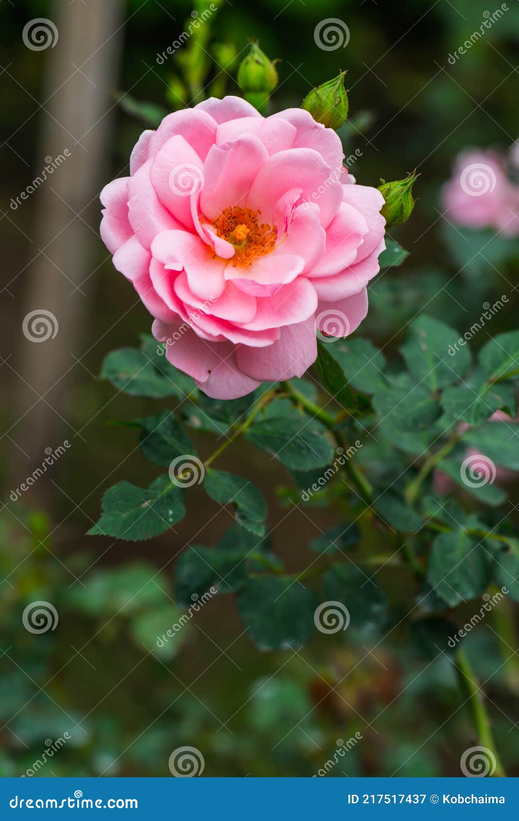 Milrose or Pink Rose in Garden Stock Image - Image of greenery, nature ...