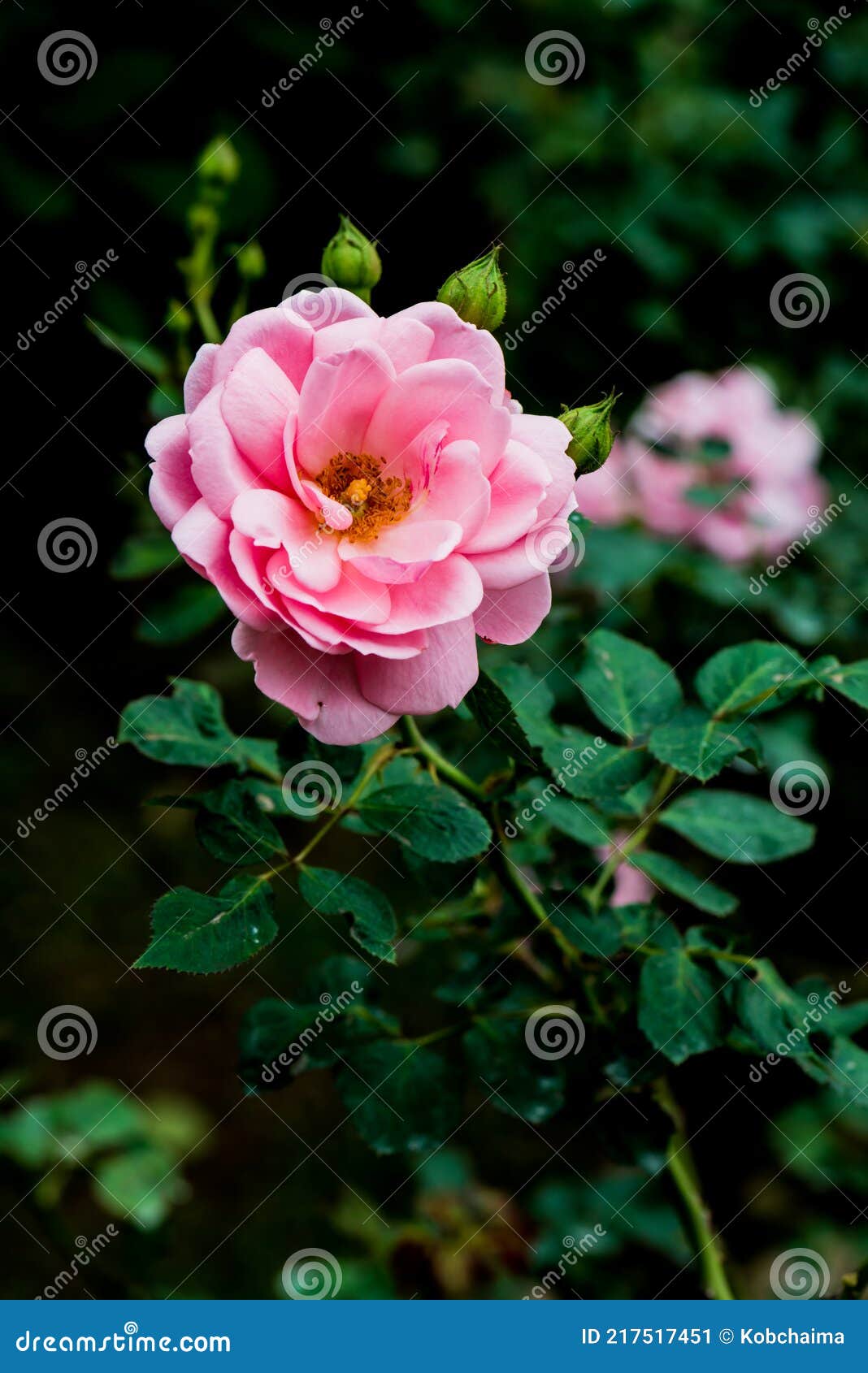 Milrose or Pink Rose in Garden Stock Image - Image of flower, fresh ...