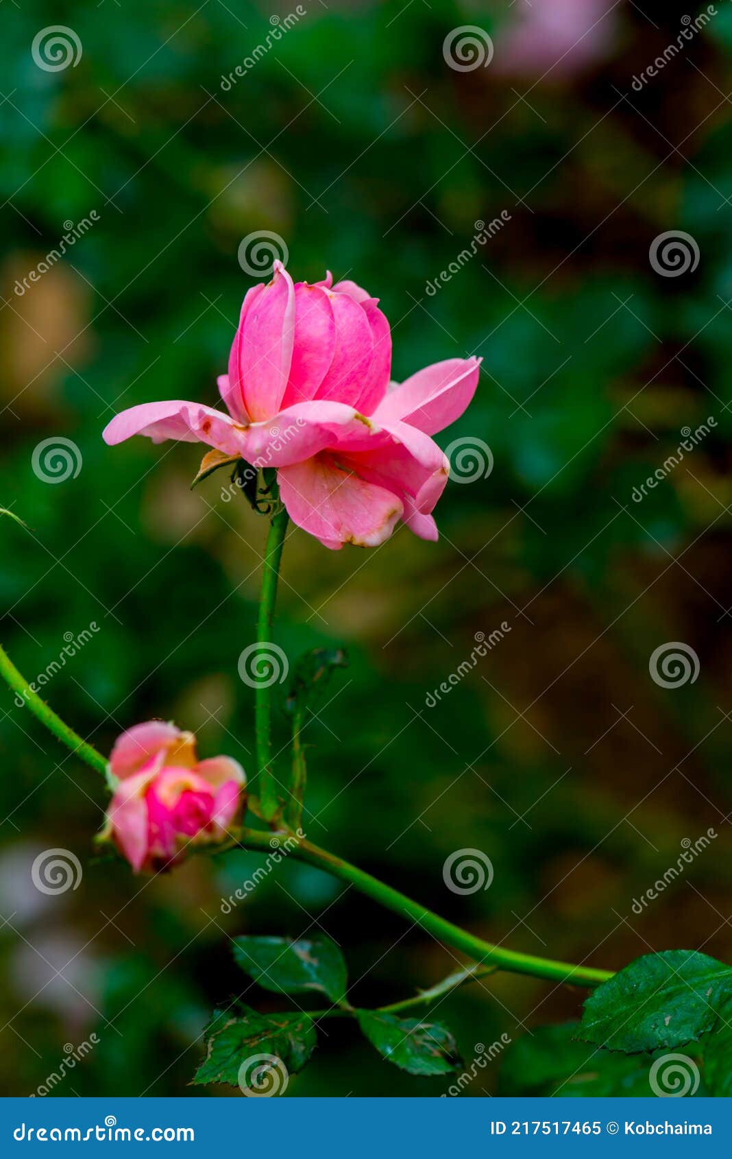 Milrose or Pink Rose in Garden Stock Image - Image of fragrant, petal ...