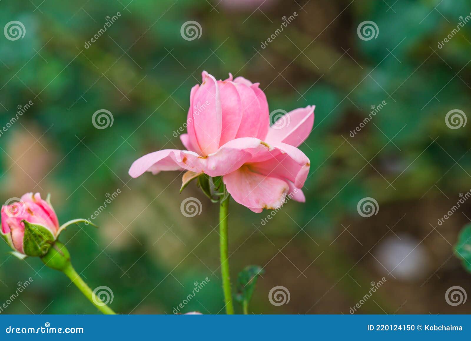 Milrose or Pink Rose in Garden Stock Photo - Image of bouquet, natural ...