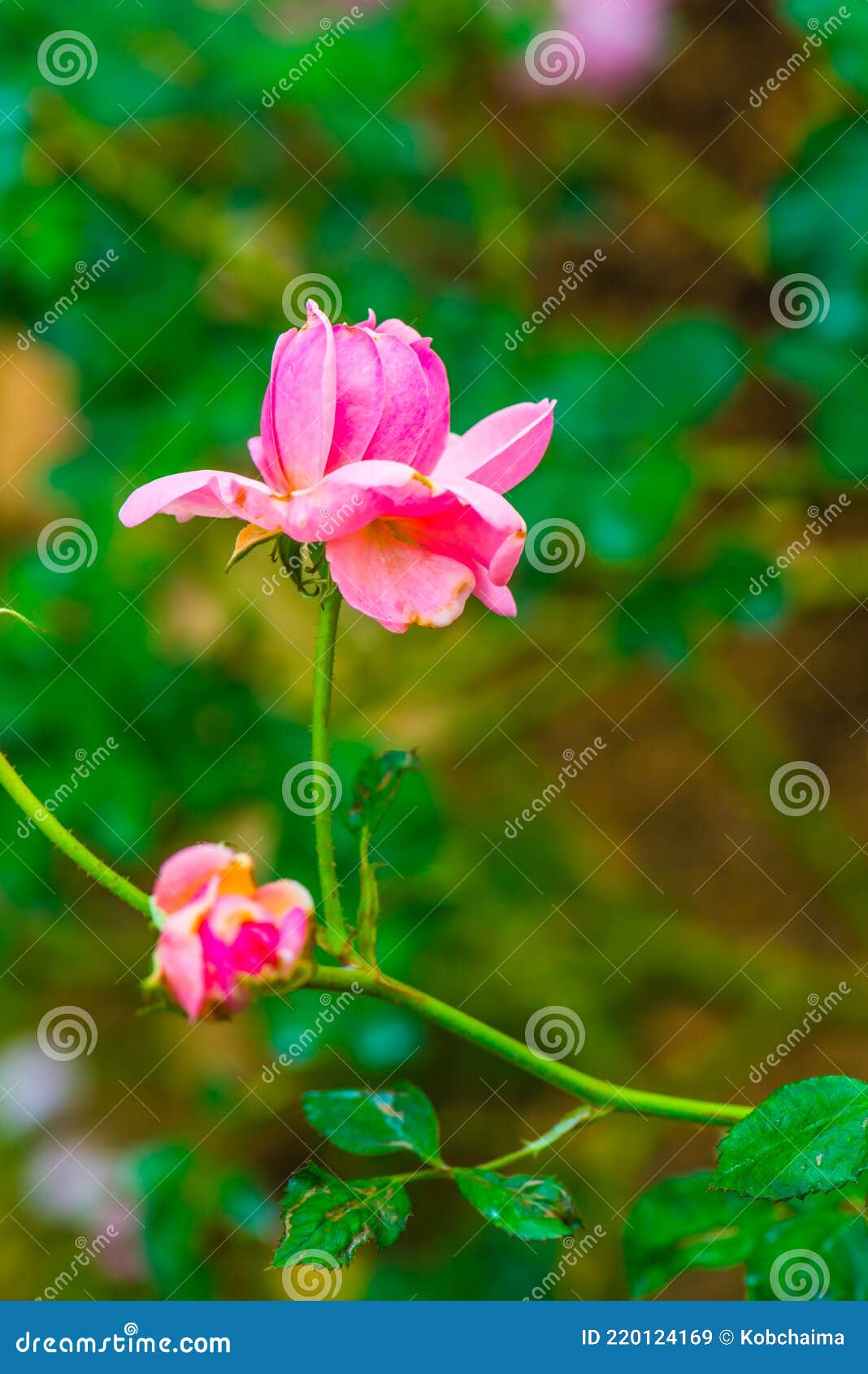 Milrose or Pink Rose in Garden Stock Image - Image of light, nature ...