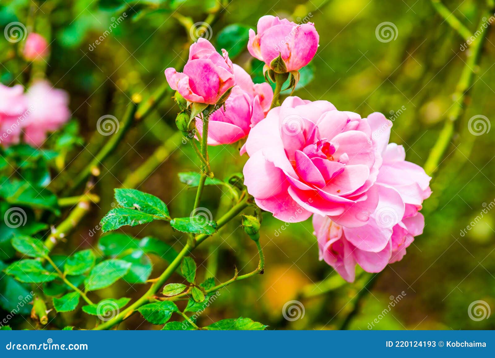 Milrose or Pink Rose in Garden Stock Image - Image of flora, outdoors ...