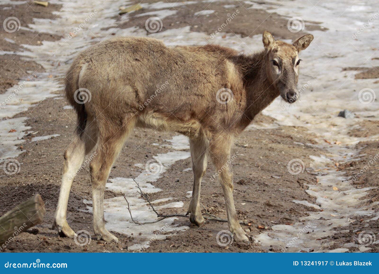 Milu stock image. Image of elaphurus, deer, species, animal - 13241917