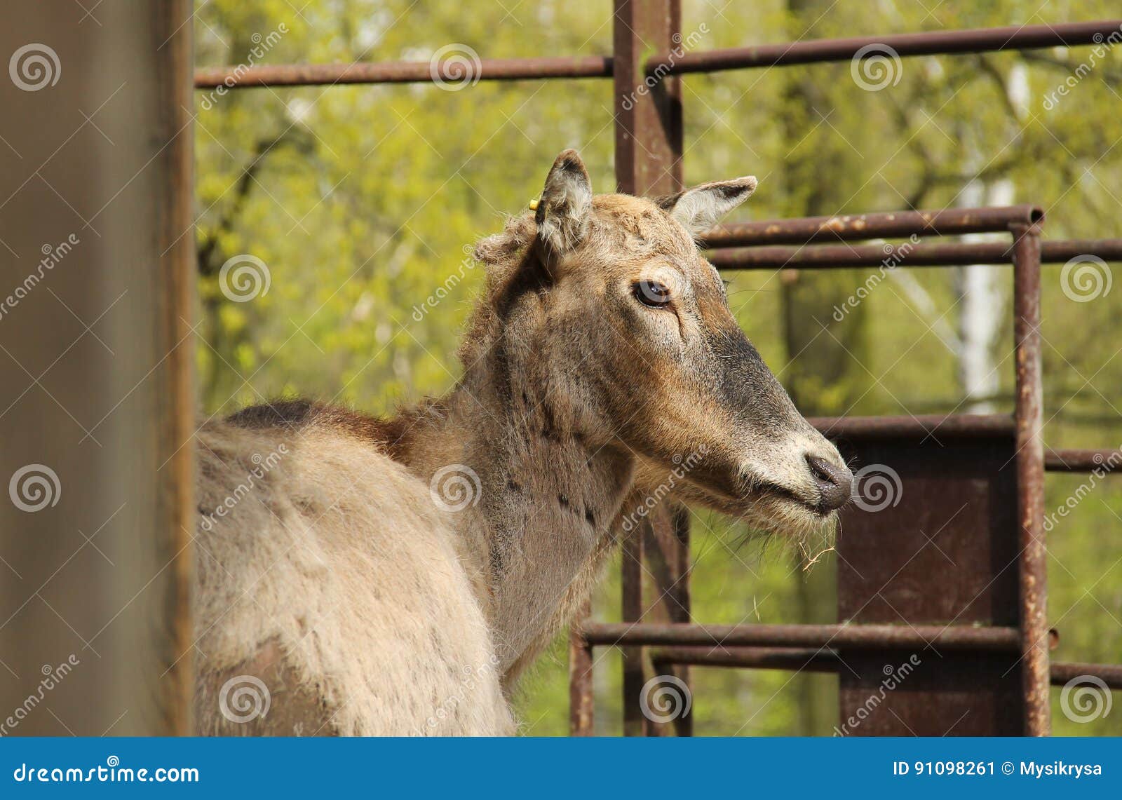 The milu stock image. Image of endangered, outdoor, pere - 91098261