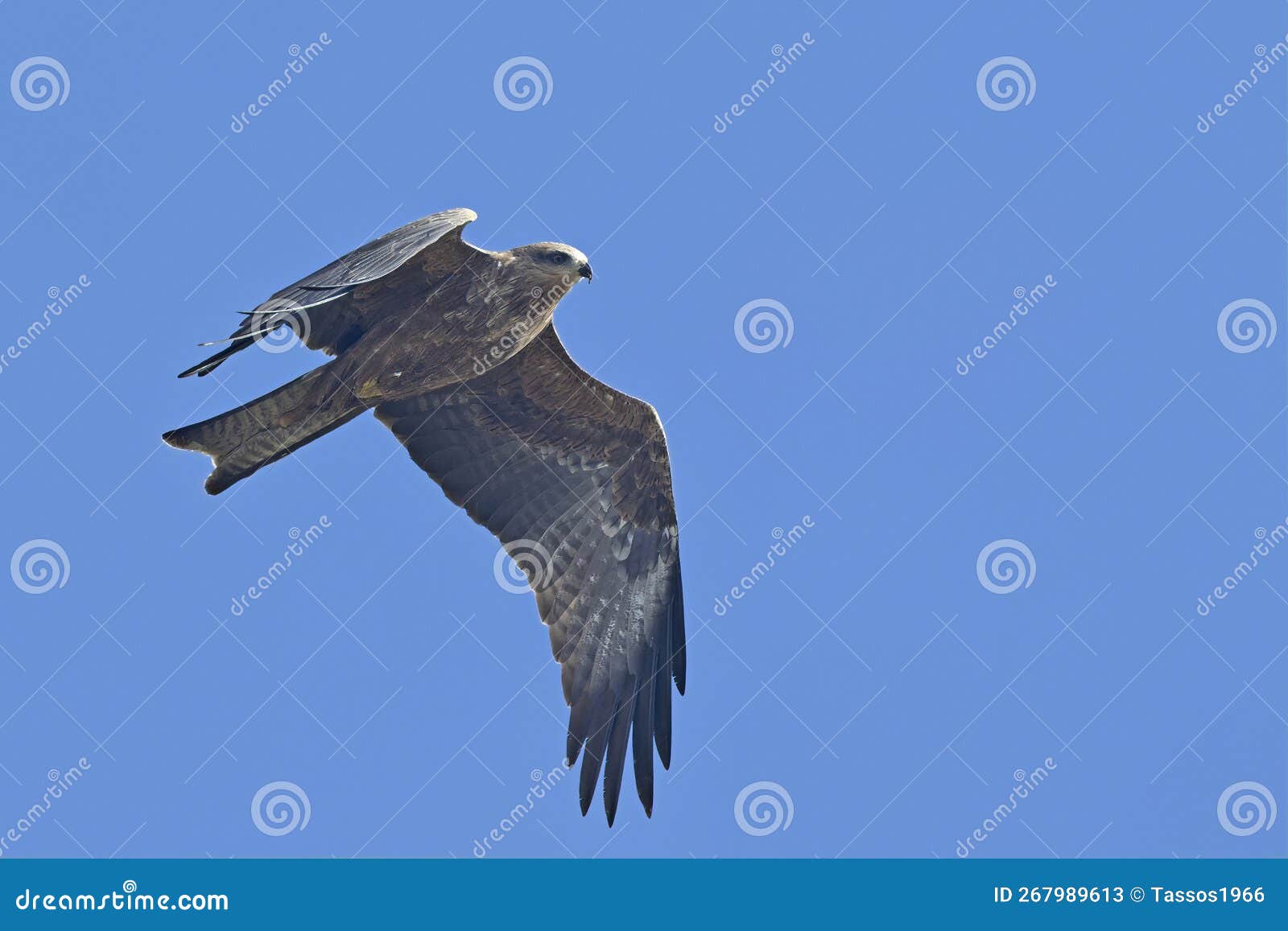Milvus migrans, Crete stock image. Image of feather - 267989613