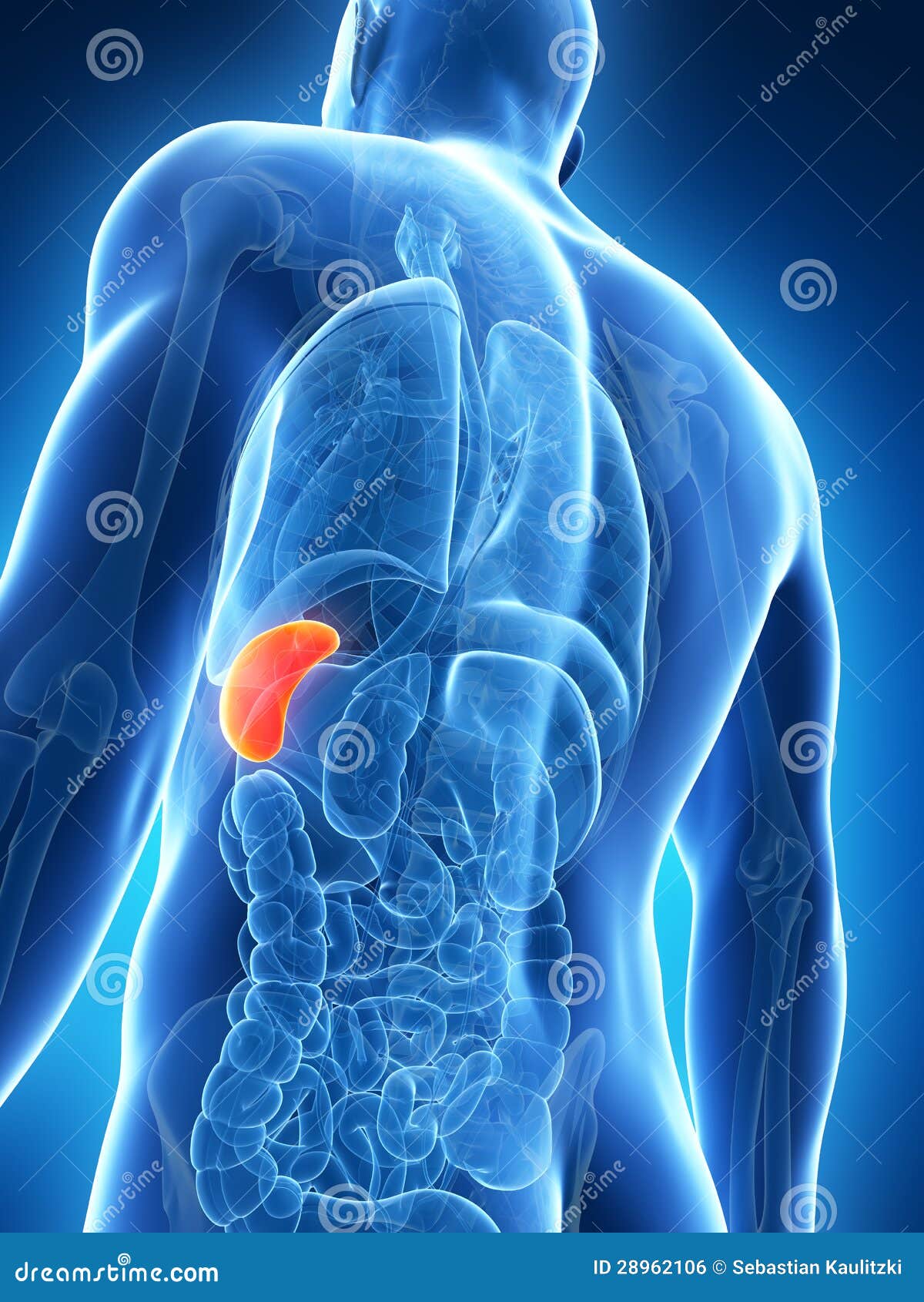 Milza maschio evidenziata illustrazione di stock. Illustrazione di ...