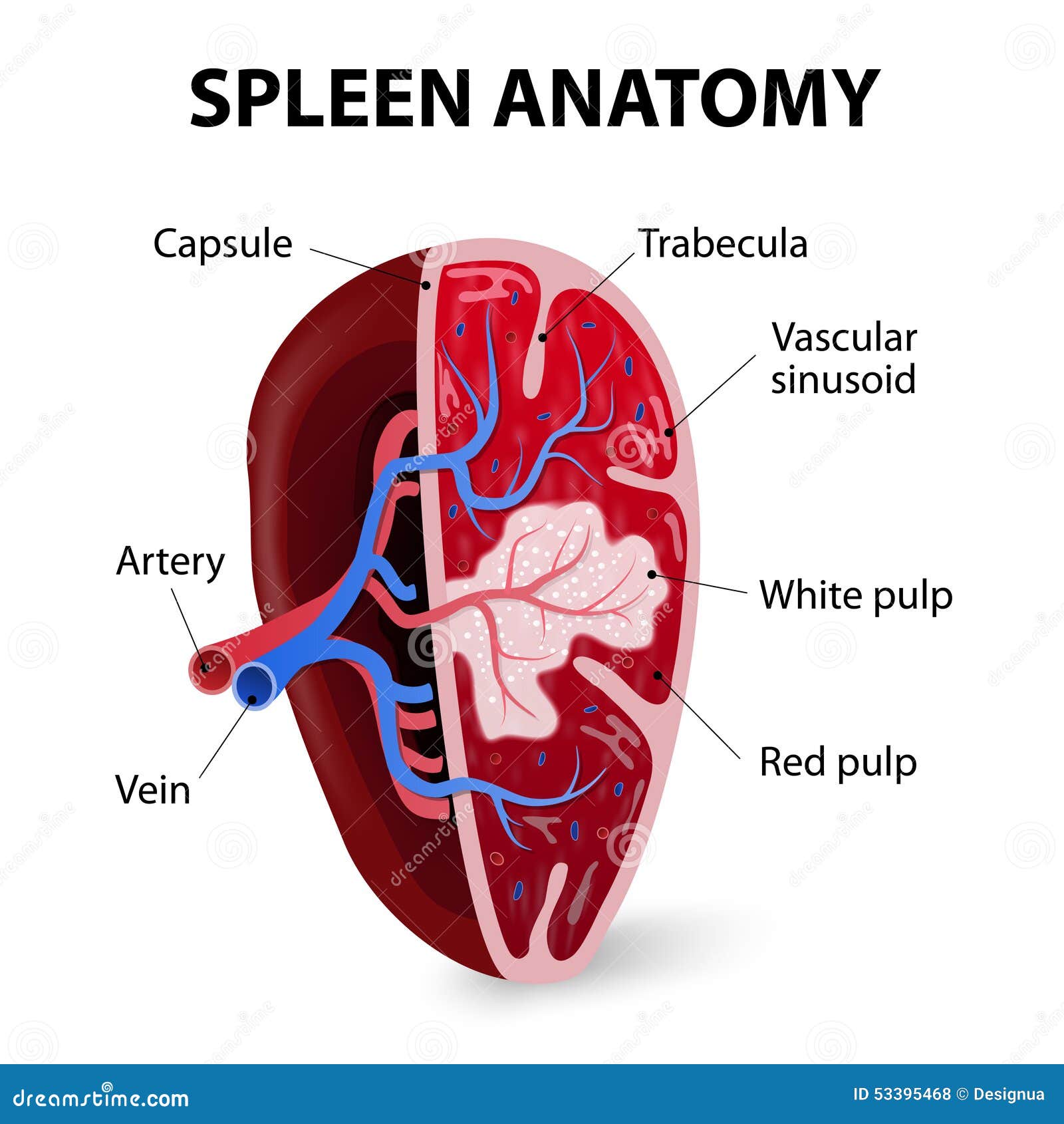 Milza Sezione trasversale illustrazione vettoriale. Illustrazione di ...