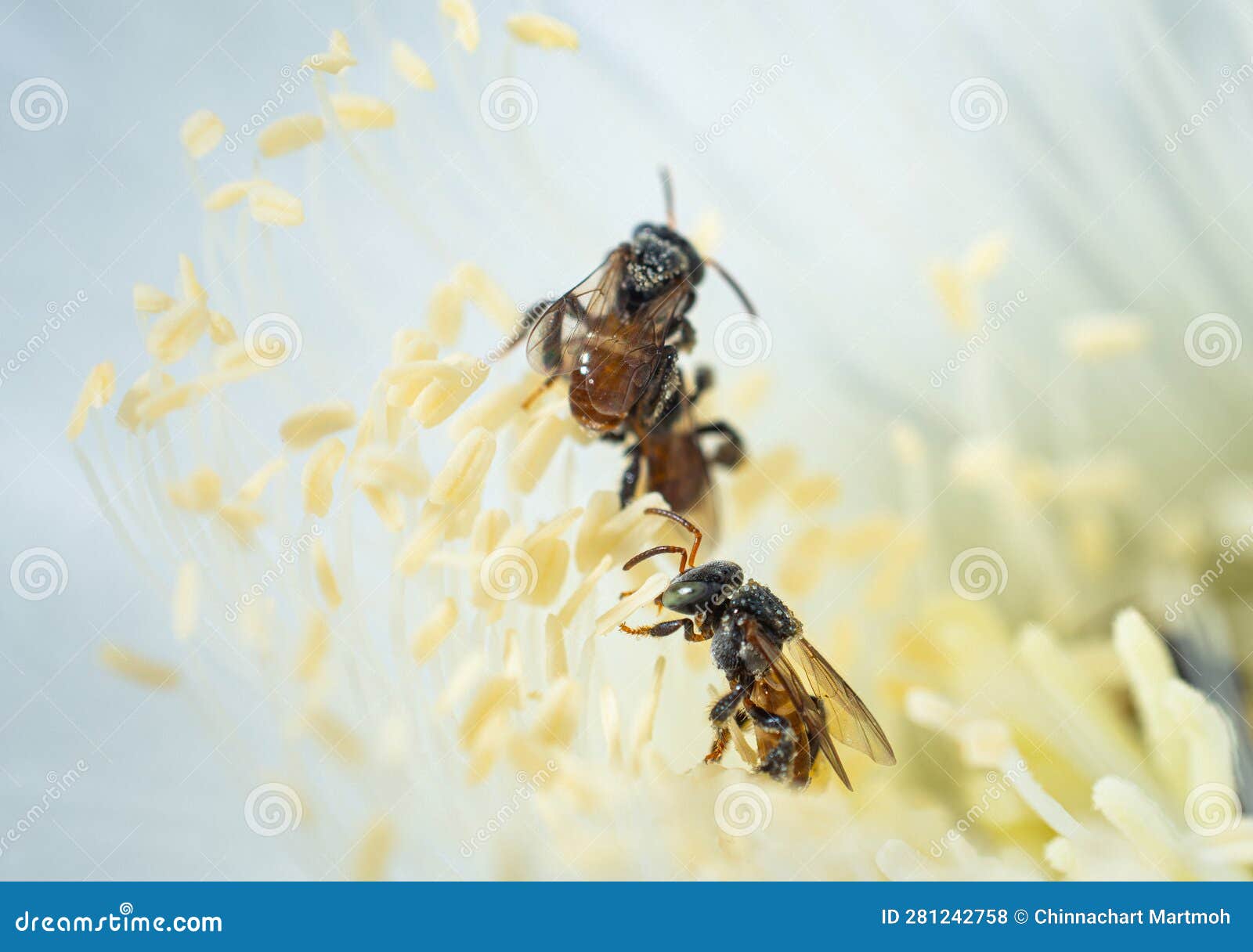 Mim or Bee Stinger is an Insect Type of a Bee or Wasp, but without a ...