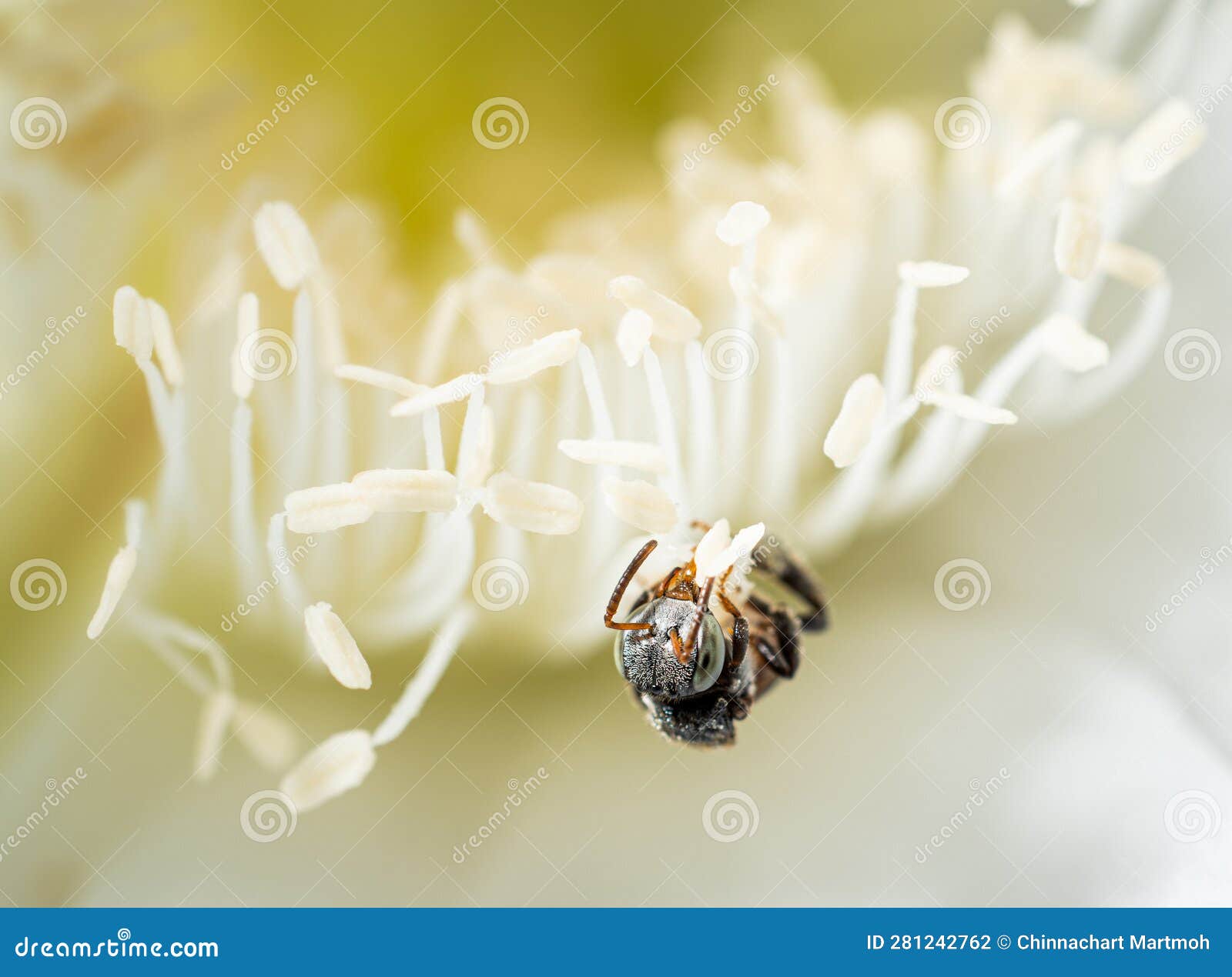 Mim or Bee Stinger is an Insect Type of a Bee or Wasp, but without a ...