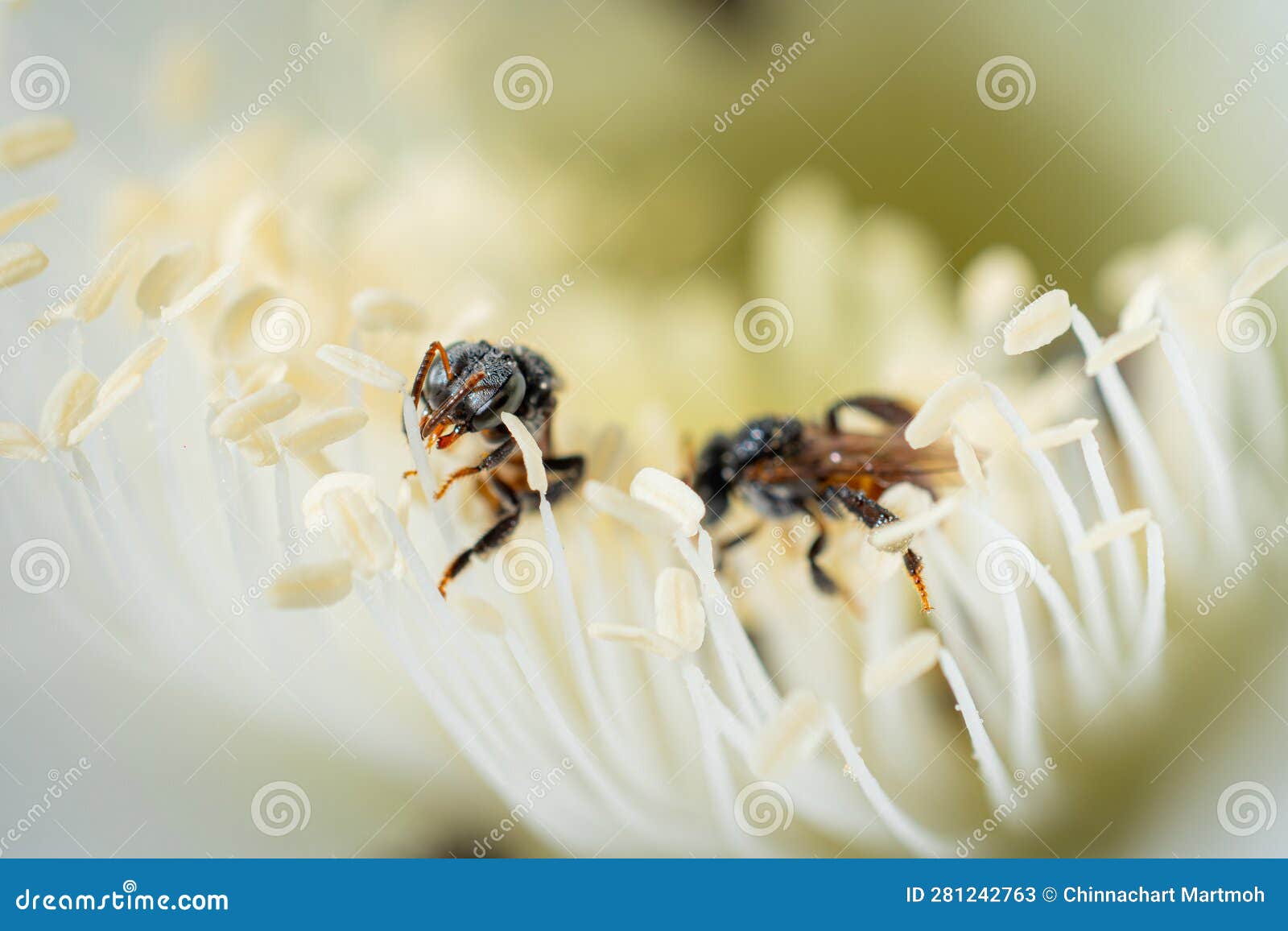 Mim or Stingray is an Insect Type of a Bee or Wasp, but without a ...