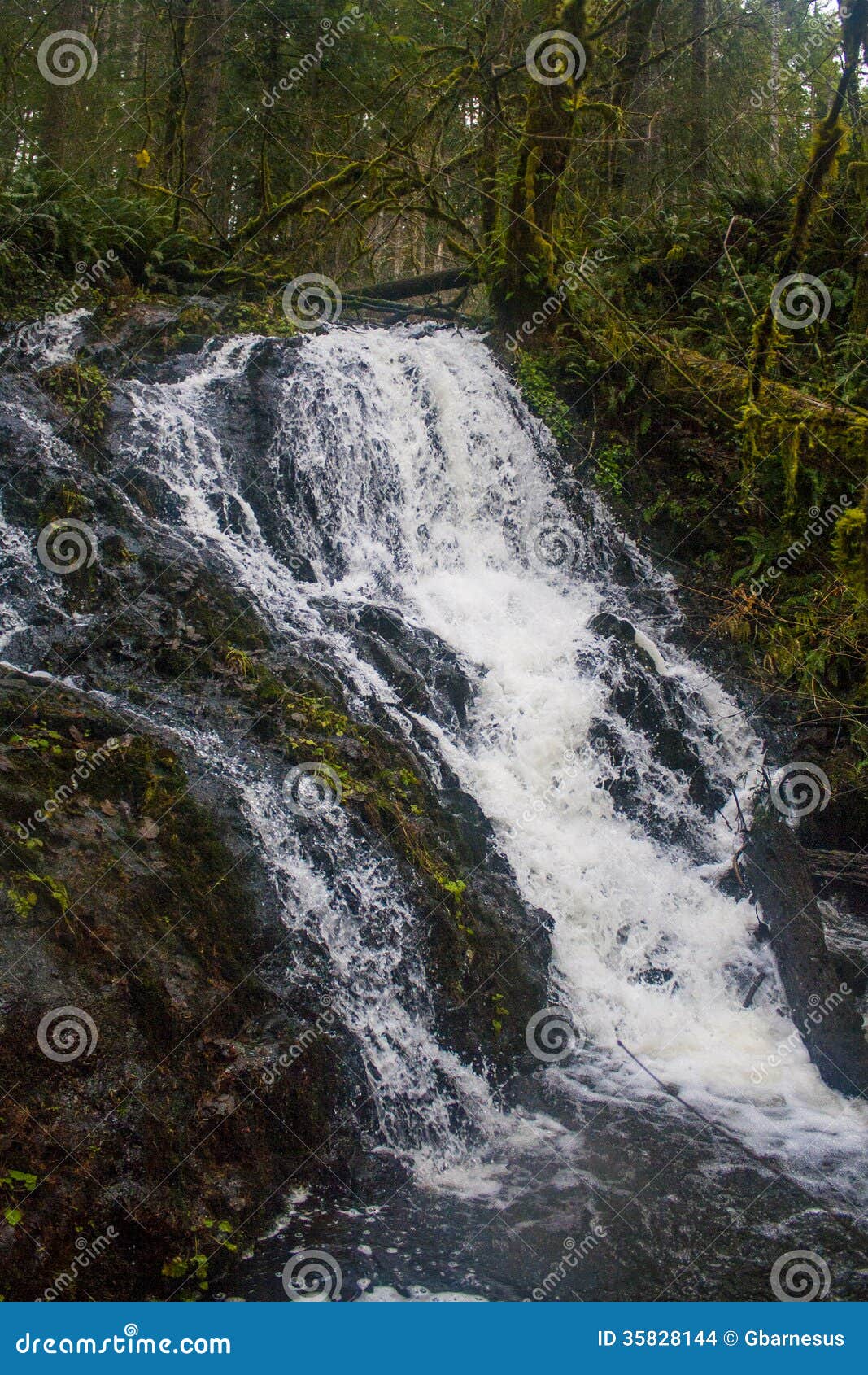 Mima Falls stock foto. Image of dalingen, seattle, bazalt - 35828144