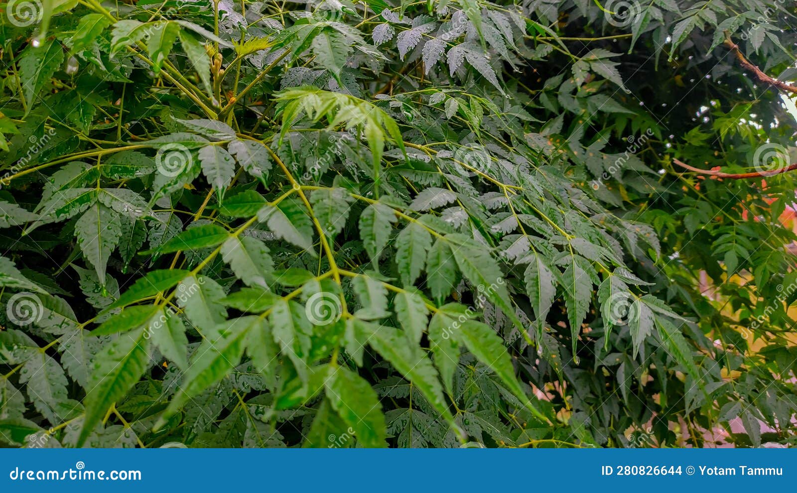 Mimba Trees Grow a Lot in the Tropics Stock Photo - Image of garden ...