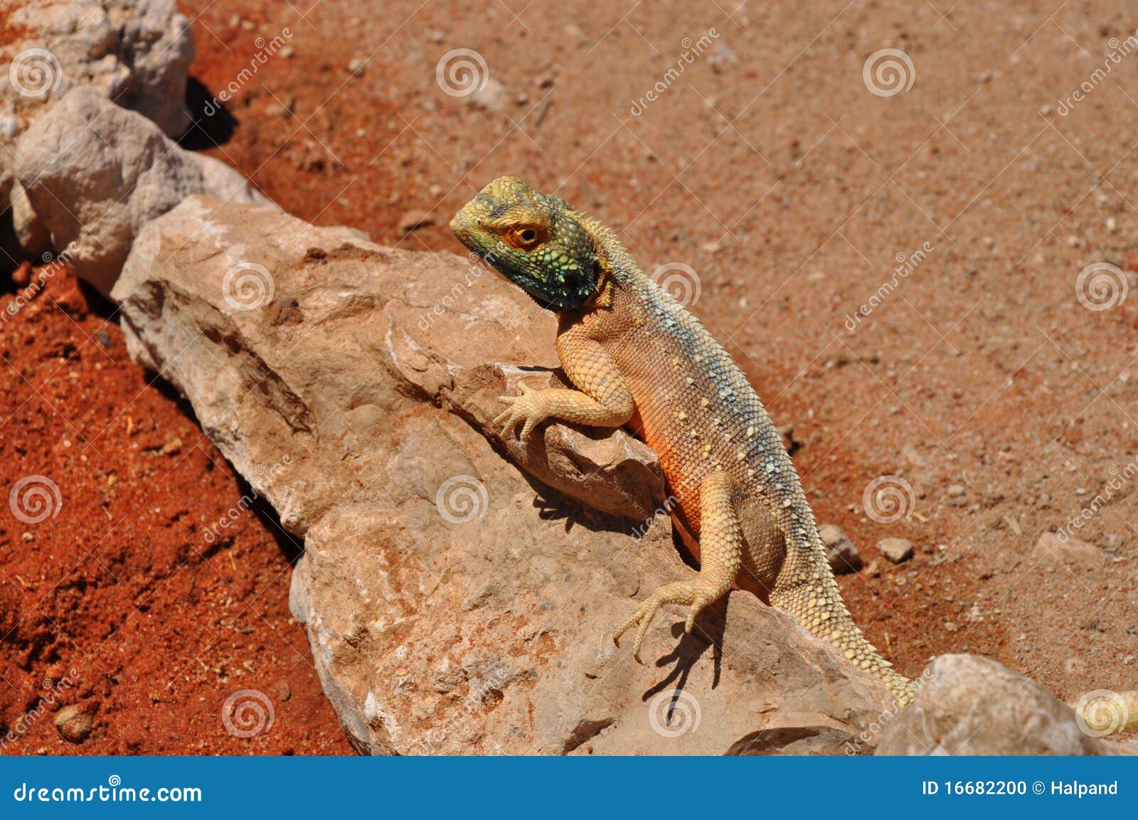 Mimetic reptile, kalahari stock photo. Image of africa - 16682200