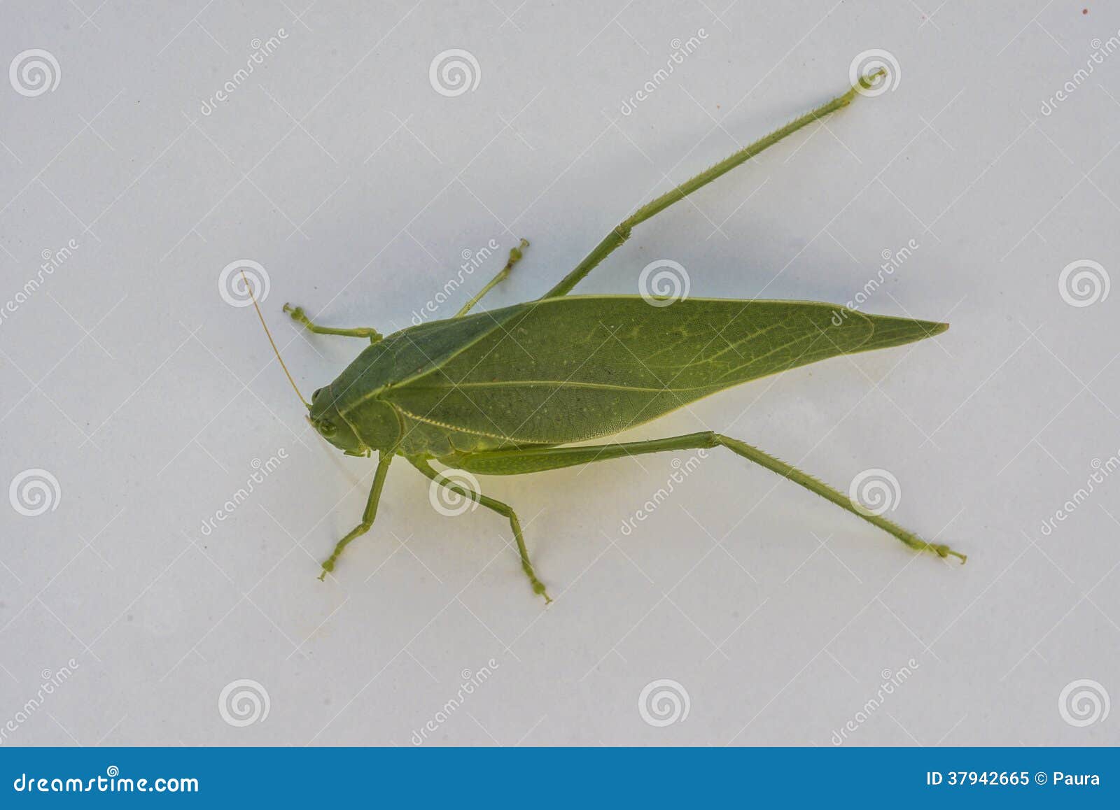 Mimetism imagen de archivo. Imagen de exactamente, fondos - 37942665