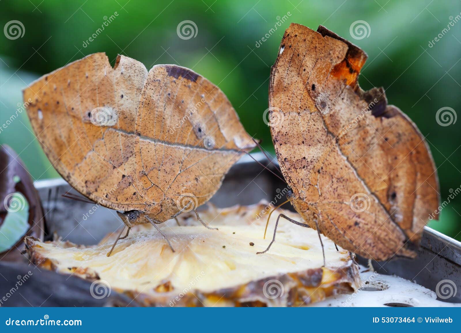 Mimetismo animale fotografia stock. Immagine di chiuso - 53073464