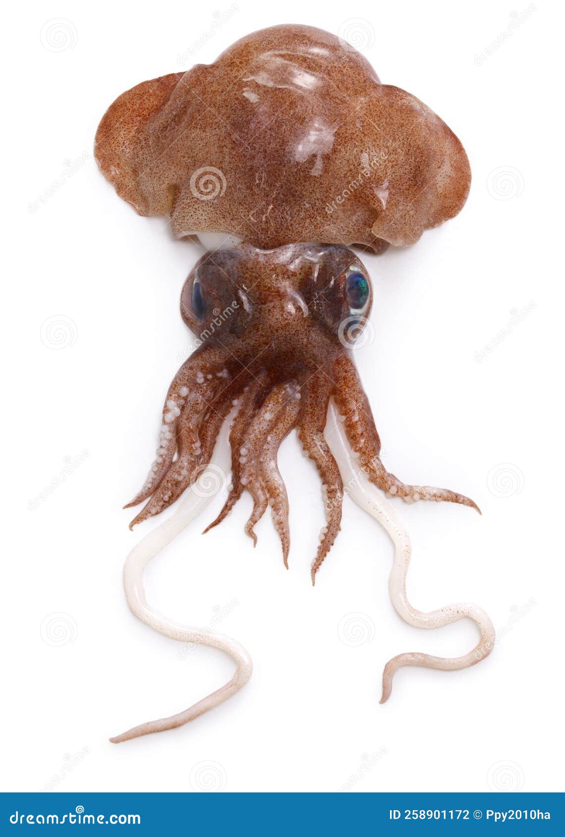 Mimi Ika, Little Cuttlefish, Bobtail Squid, Bottle-tailed Cuttlefish ...