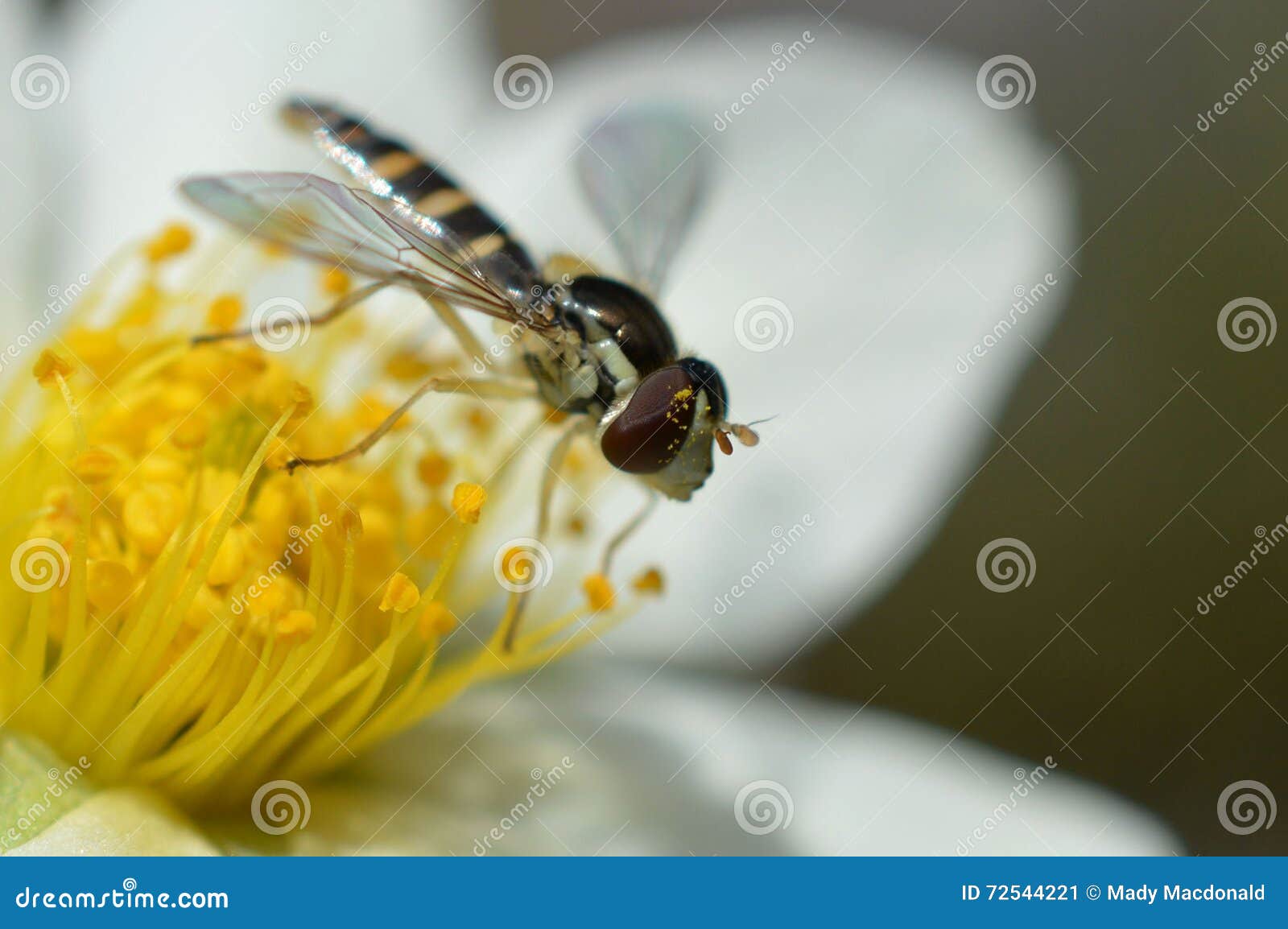 Mimic bee stock image. Image of black, hoverfly, mimicry - 72544221