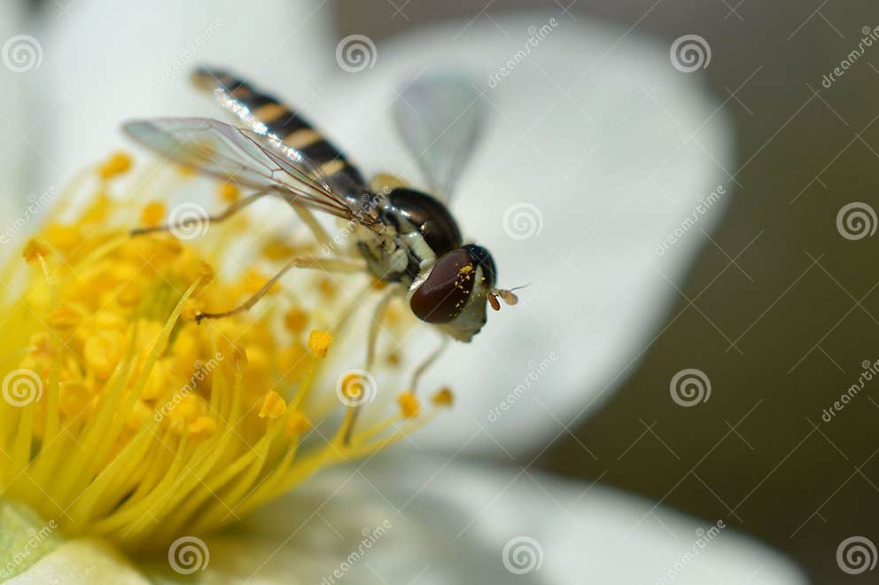 Mimic bee stock image. Image of black, hoverfly, mimicry - 72544221