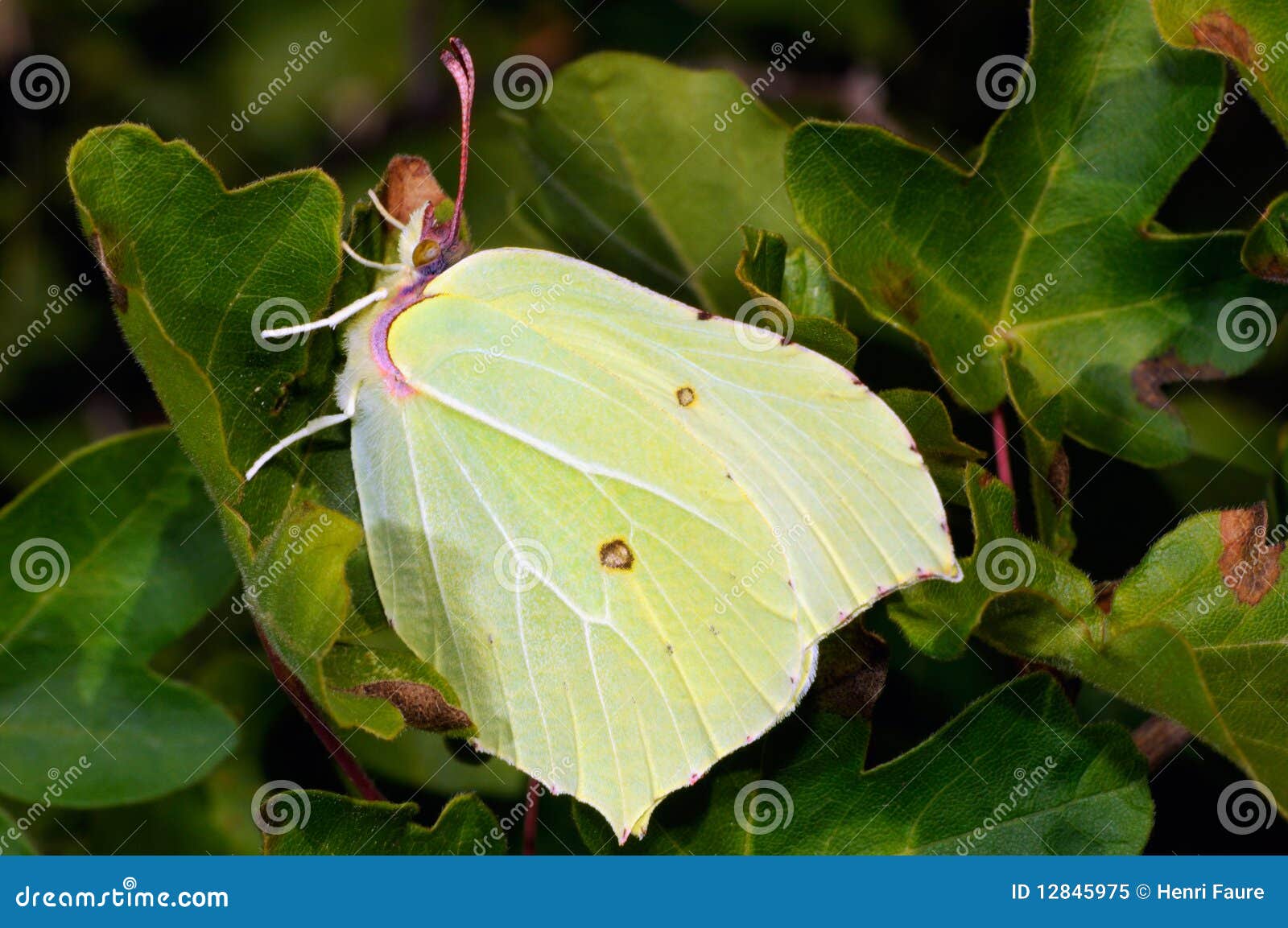 Mimic butterfly stock image. Image of animal, lepidoptera - 12845975