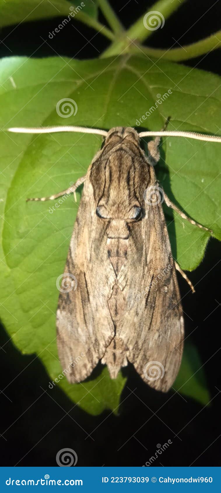 Mimic of insects stock image. Image of butterfly, mimic - 223793039