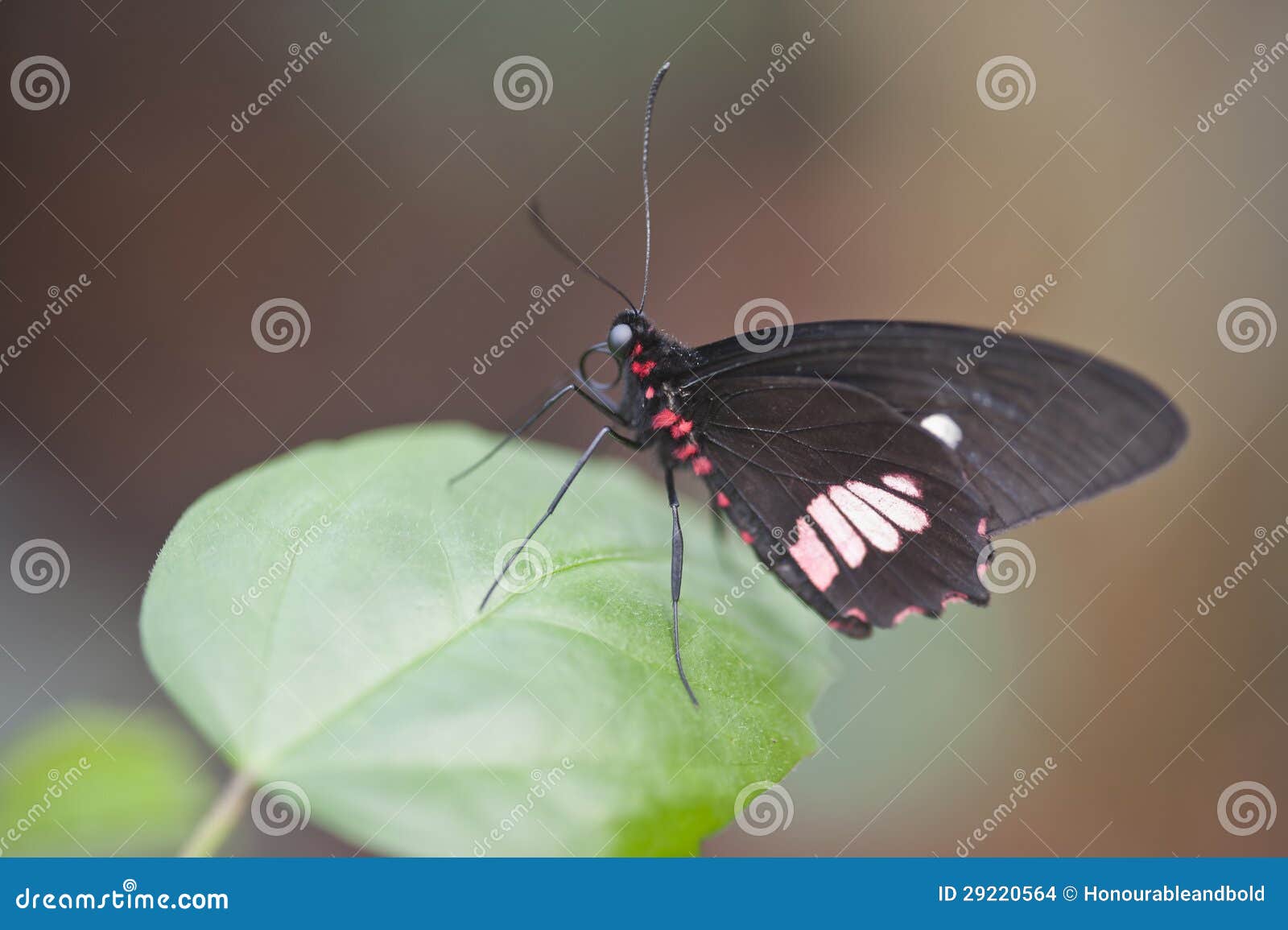 Mimic Kite Swallowtail Butterfly Mimoides Ilus Branchus Stock Photo ...