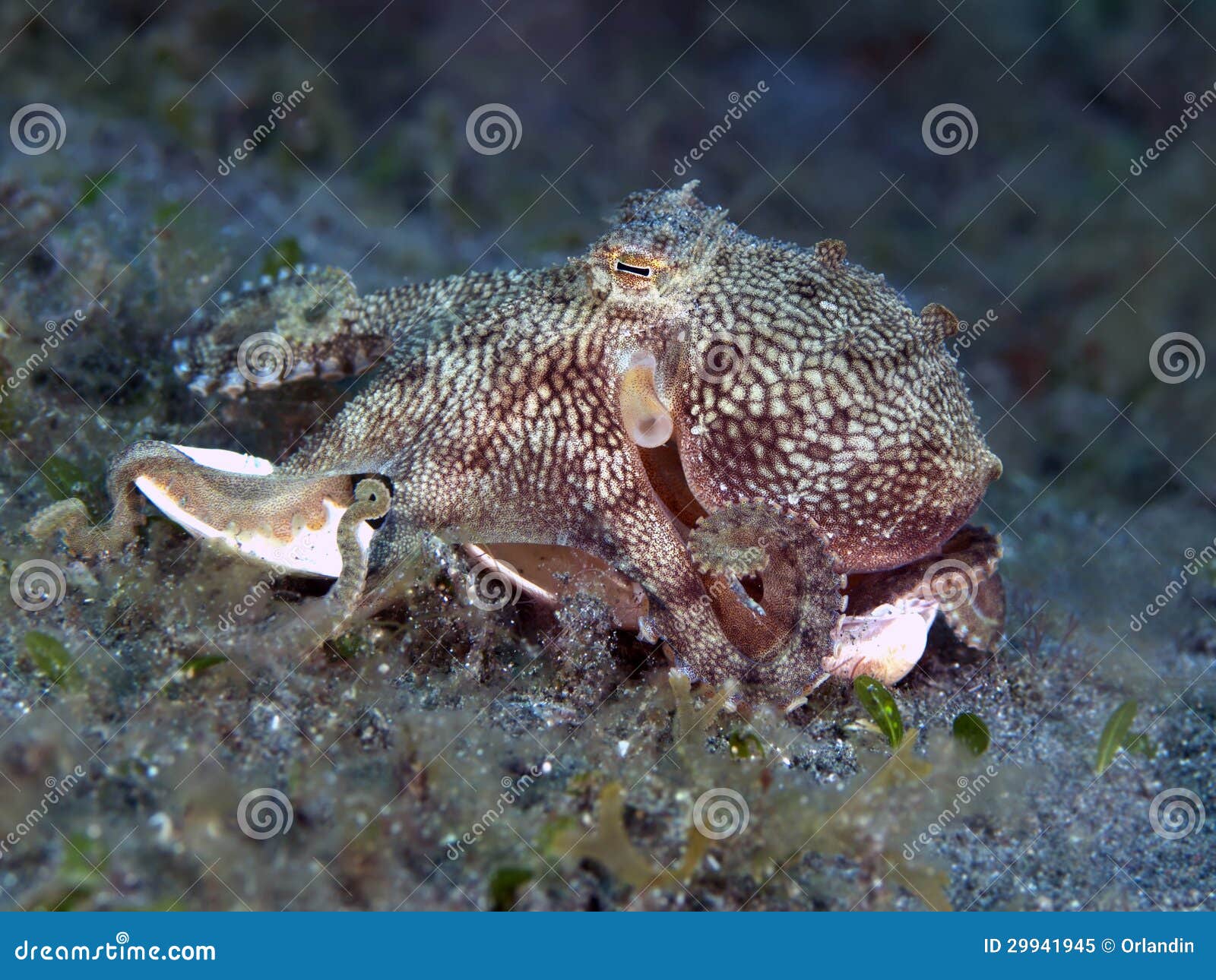 Mimic octopus stock image. Image of lembeh, mimic, mimicus - 29941945