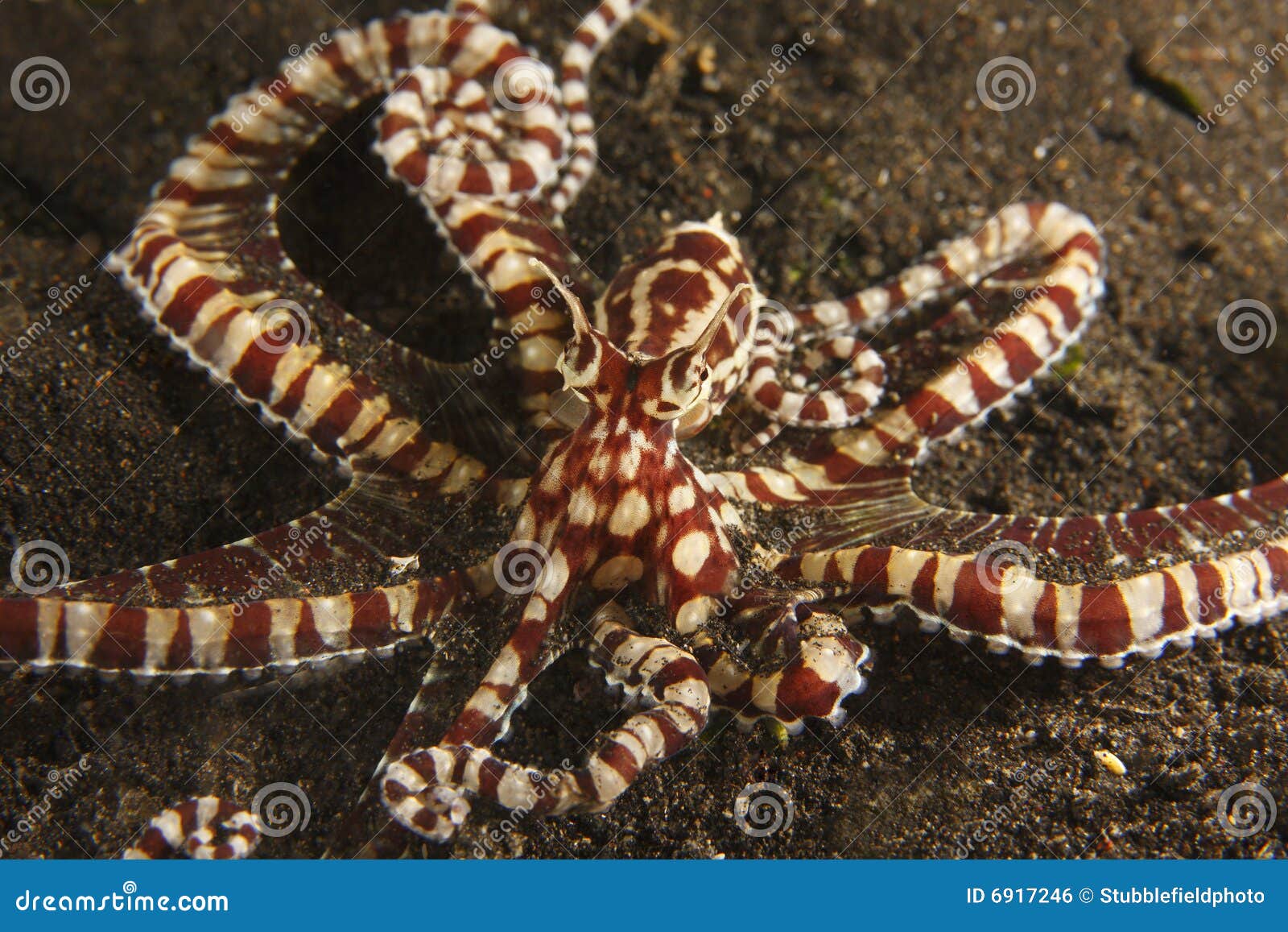 Mimic Octopus on Muck Sand Bottom Stock Photo - Image of sulawesi ...