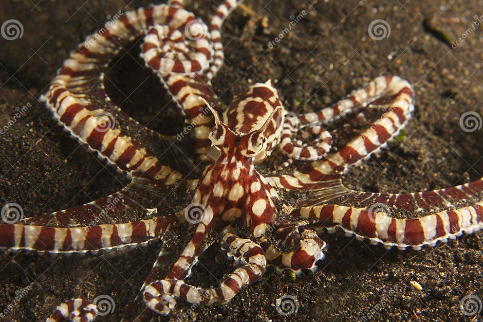 Mimic Octopus on Muck Sand Bottom Stock Photo - Image of sulawesi ...