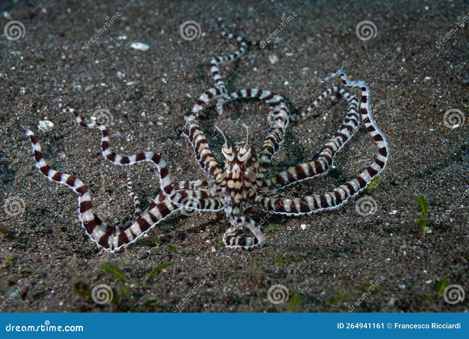 Mimic Octopus Thaumoctopus Mimicus Stock Image - Image of aquarium ...