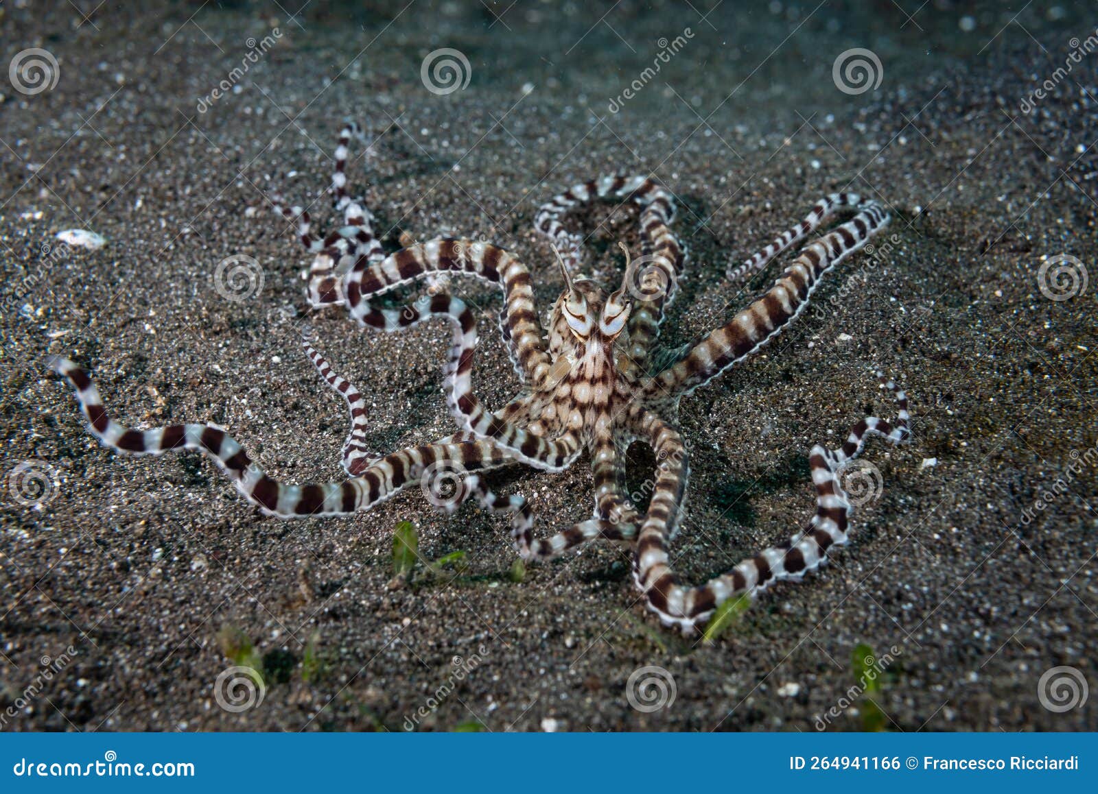 Mimic Octopus Thaumoctopus Mimicus Stock Photo - Image of sulawesi, taxon: 264941166