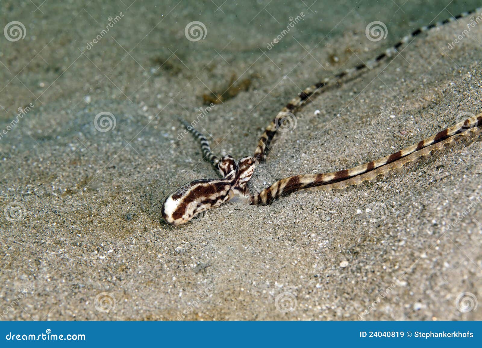 Mimic Octopus Sea Snake