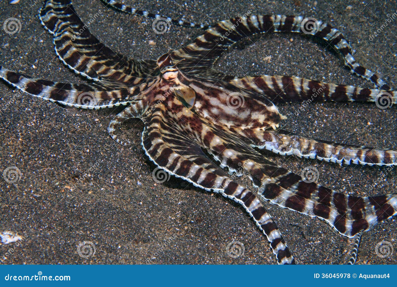 Mimic octopus stock photo. Image of octopoda, clever - 36045978