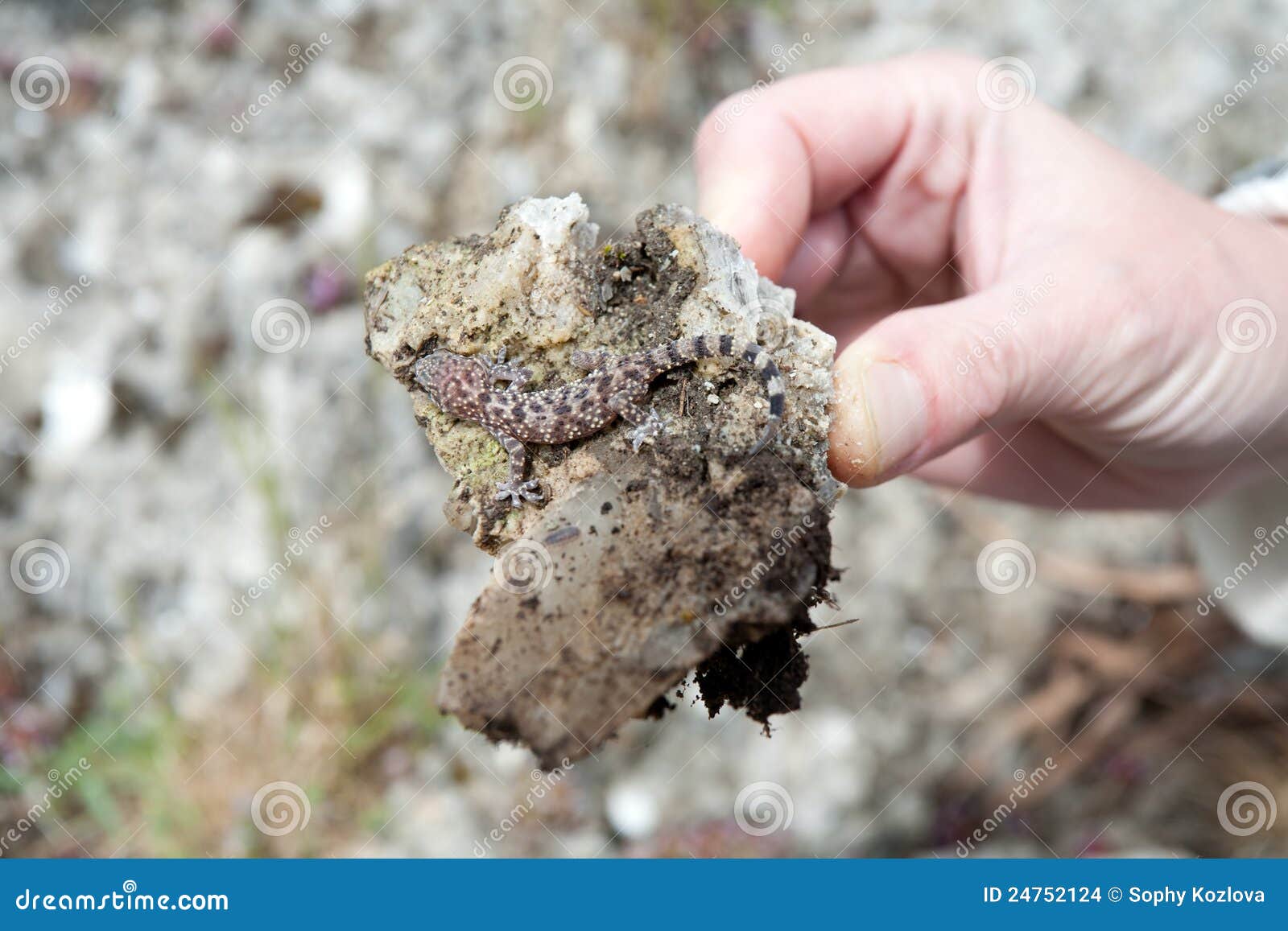 Mimicry stock photo. Image of animal, mimetism, close - 24752124