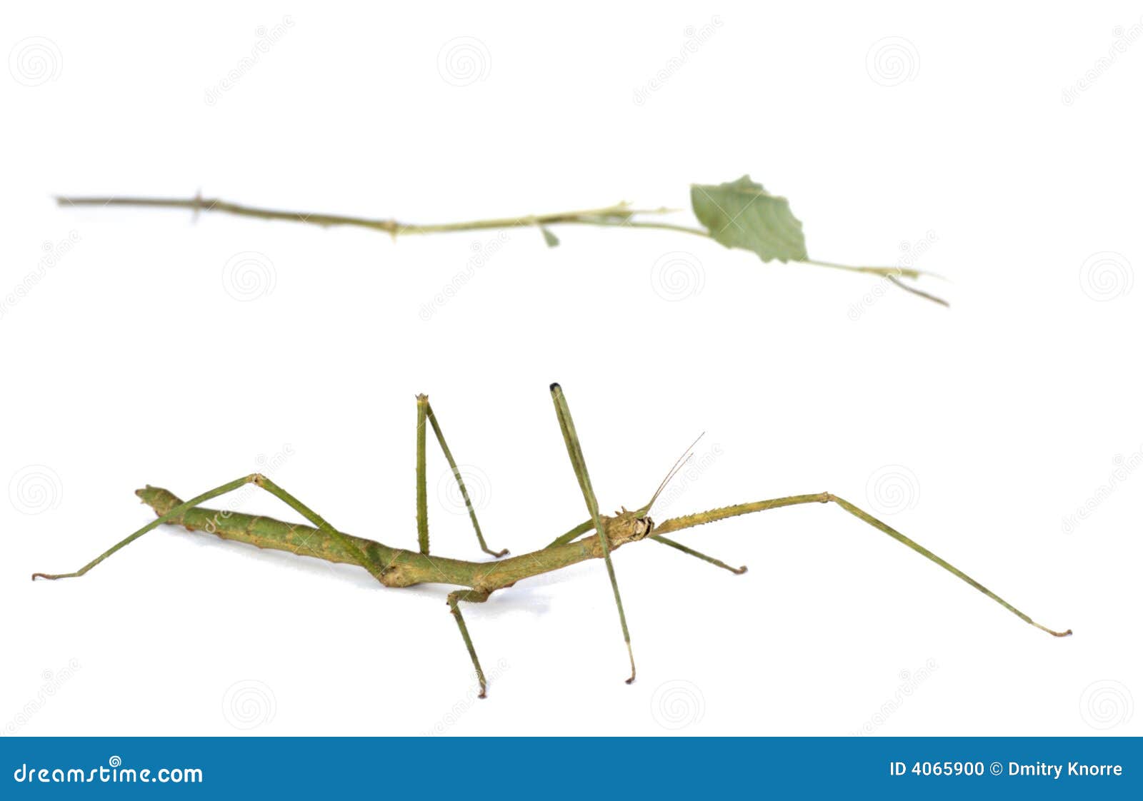 Mimicry stock photo. Image of camouflage, hexapod, pest - 4065900