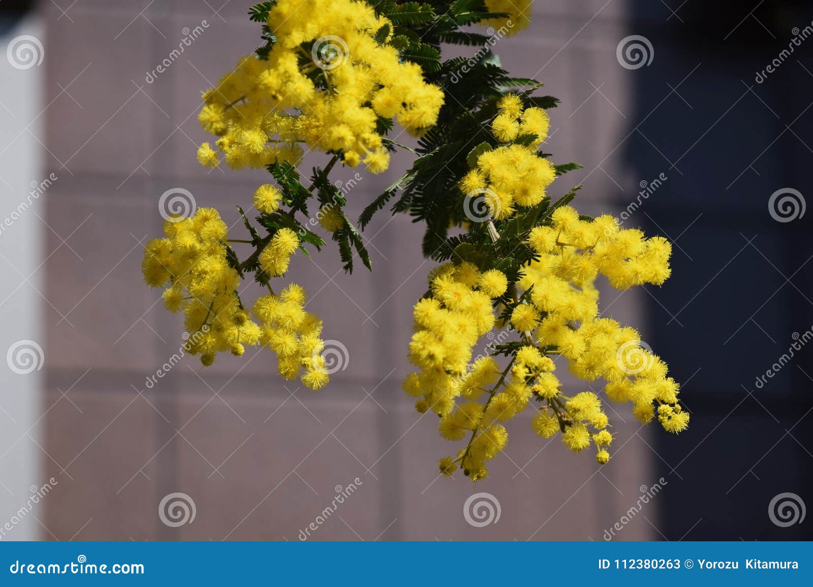 Mimosa imagen de archivo. Imagen de zarzo, vivo, estacional - 112380263