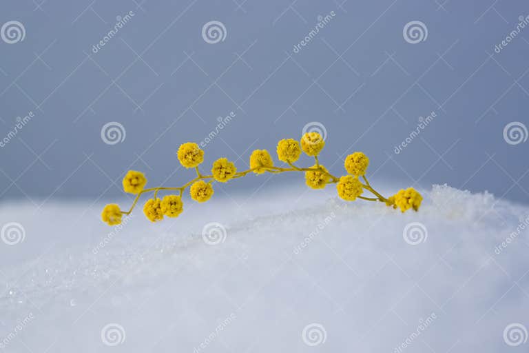 Mimosa stock image. Image of beauty, spring, outdoor - 13514007