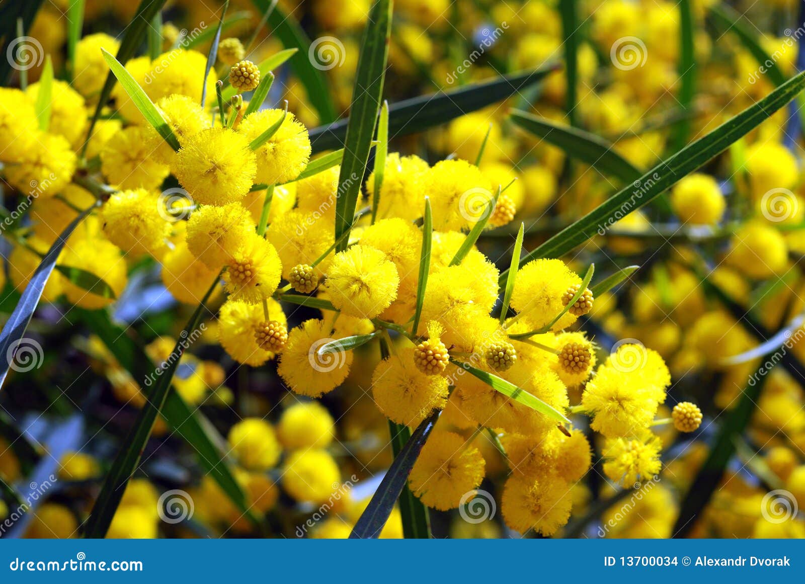 Mimosa stock photo. Image of plant, tree, symbol, color - 13700034