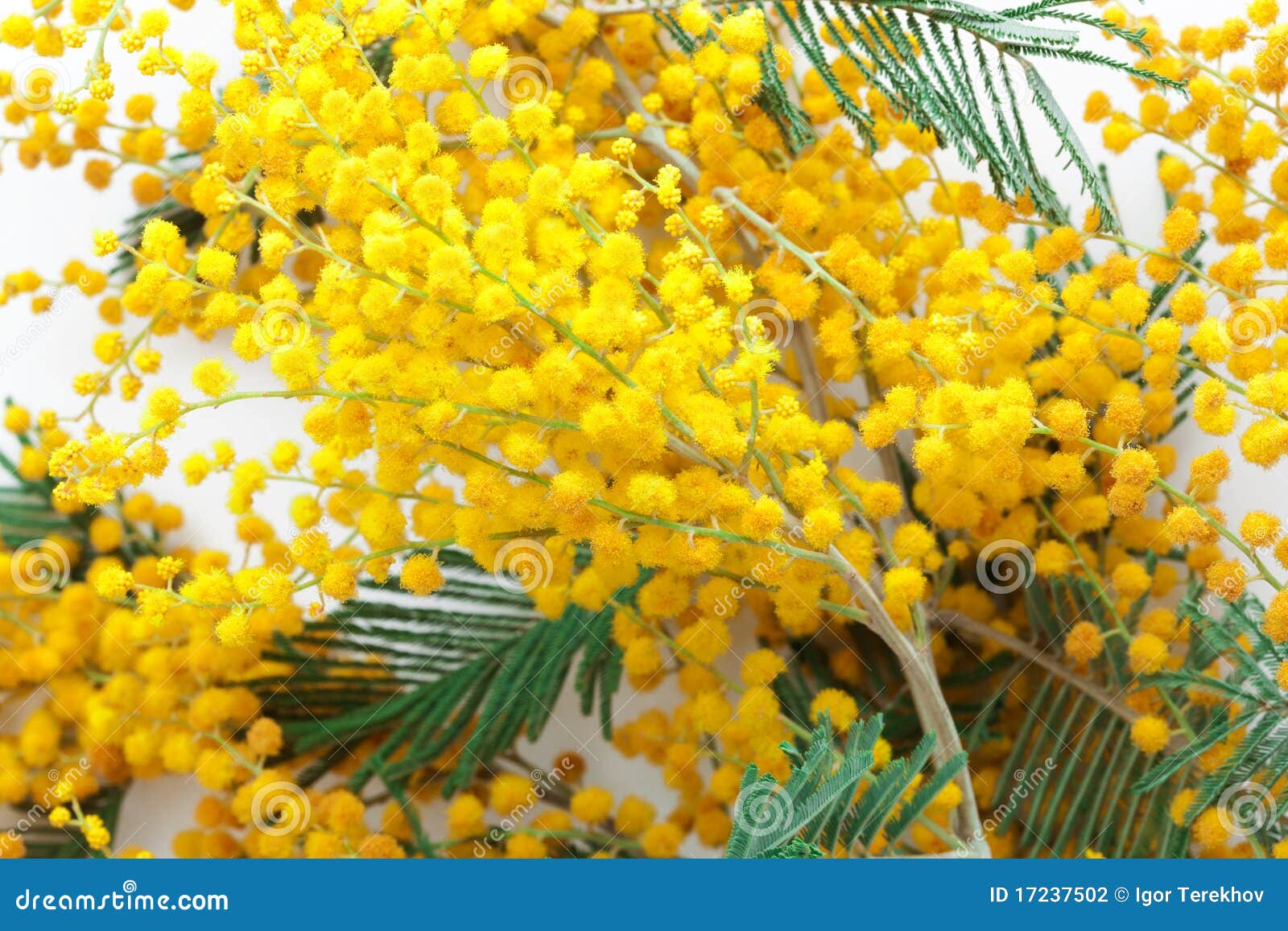 Mimosa foto de archivo. Imagen de cierre, blanco, horizontal - 17237502