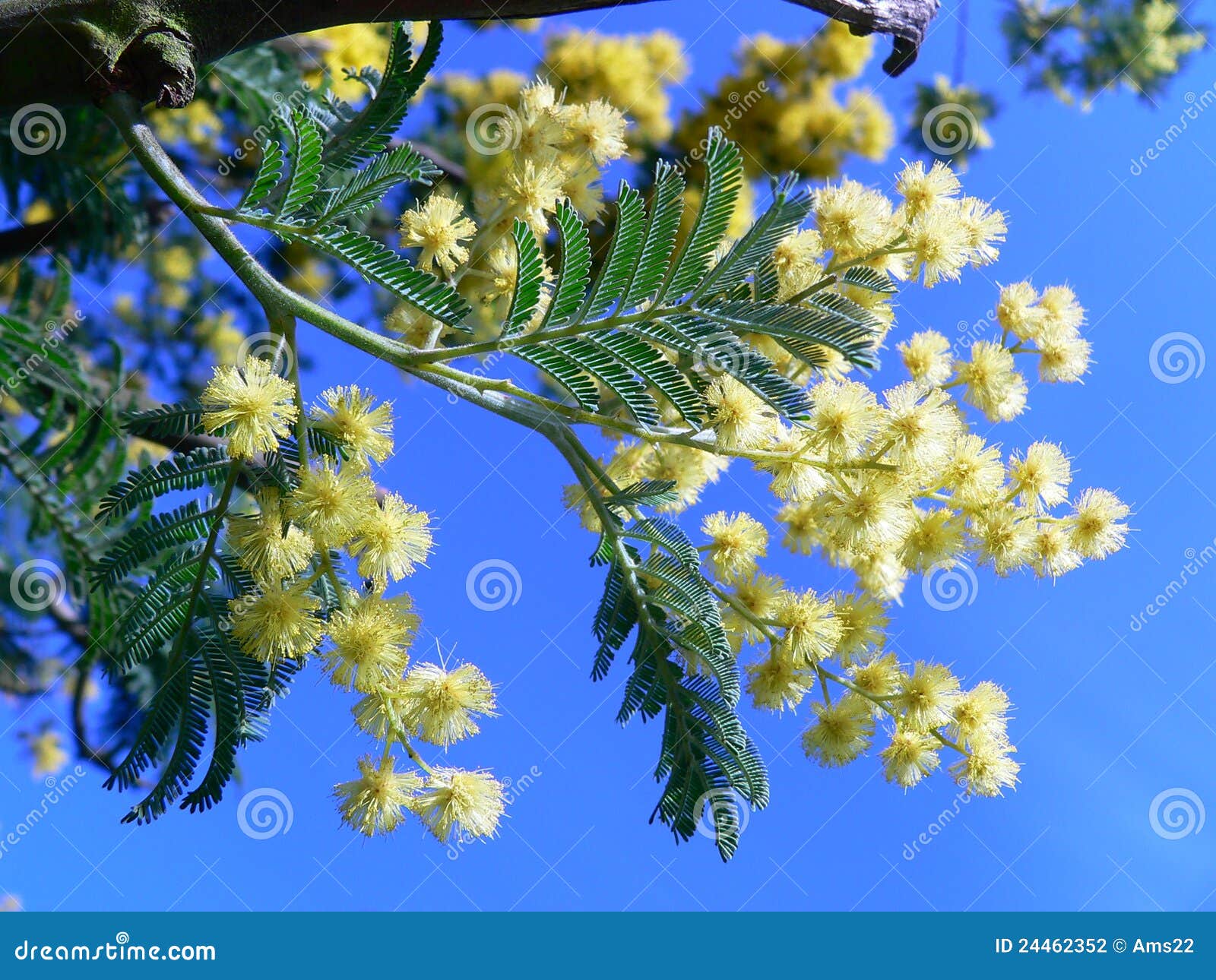 Mimosa stock photo. Image of color, europe, decoration - 24462352