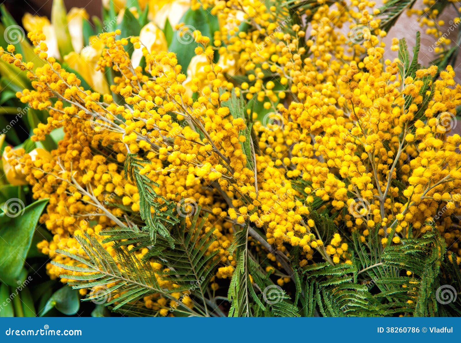 Mimosa photo stock. Image du saison, vert, vacances, toujours - 38260786