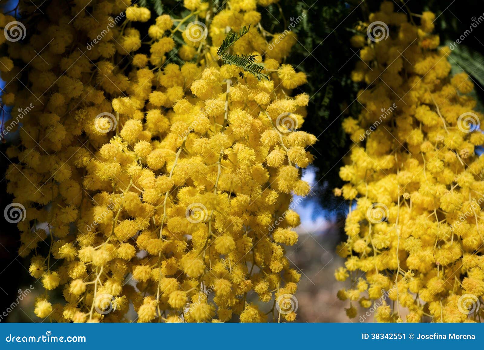 Mimosa imagen de archivo. Imagen de ornamento, exterior - 38342551