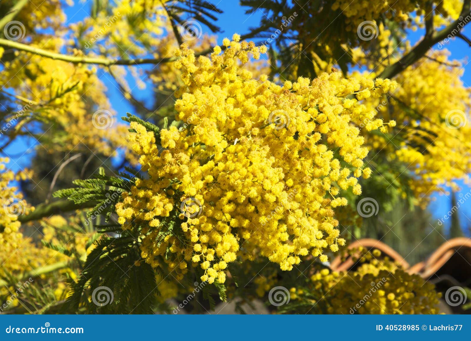 Mimosa imagen de archivo. Imagen de cielo, asoleado, parque - 40528985